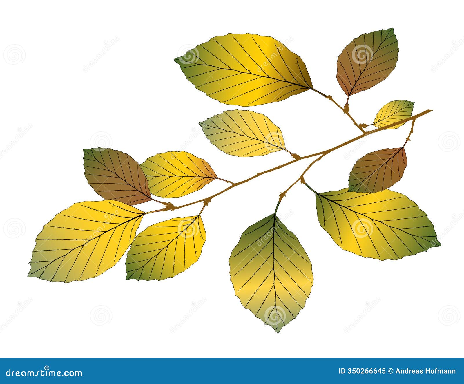 Vector Beech Branch on White Background. Stock Illustration ...