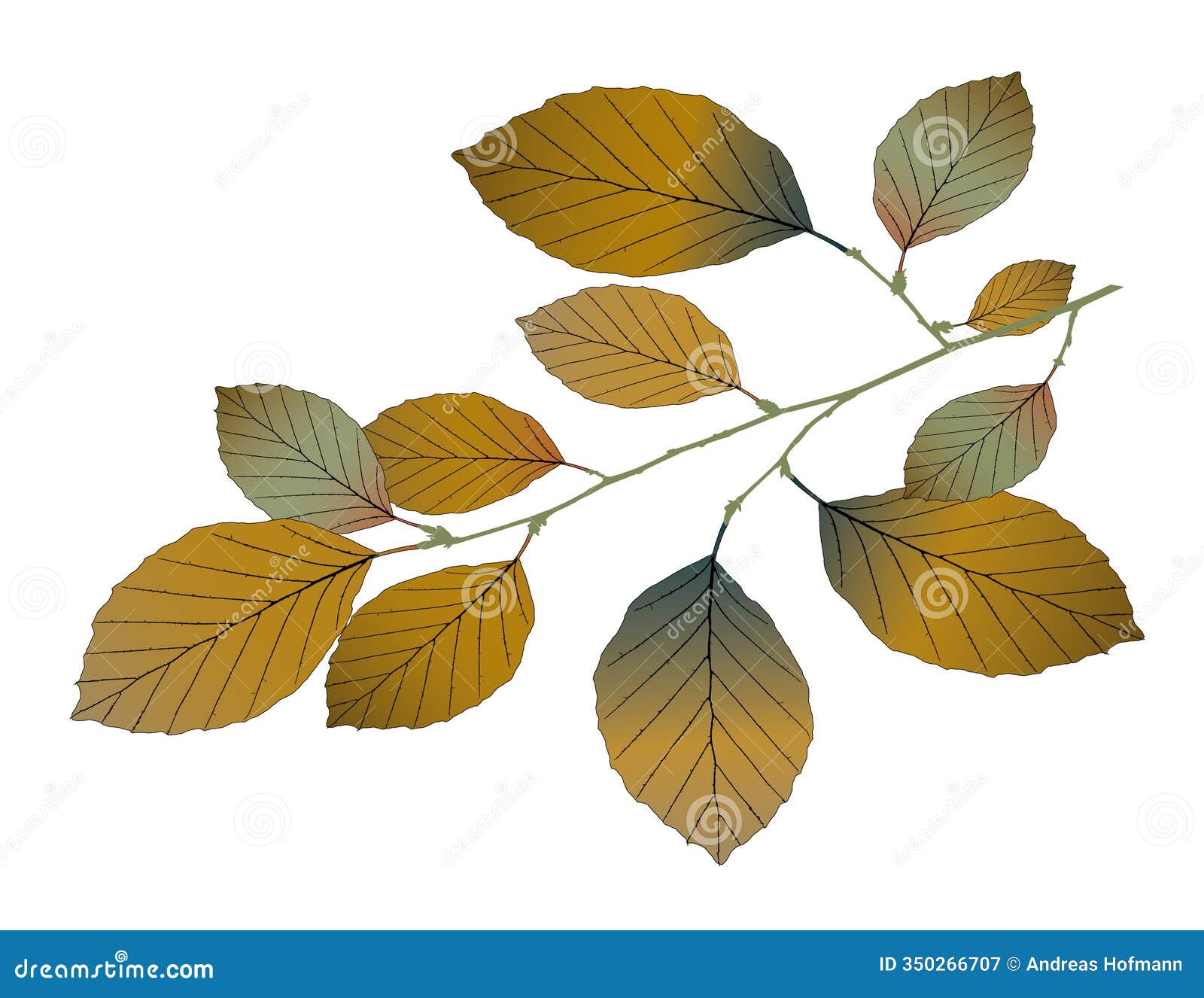 Vector Beech Branch on White Background. Stock Illustration ...
