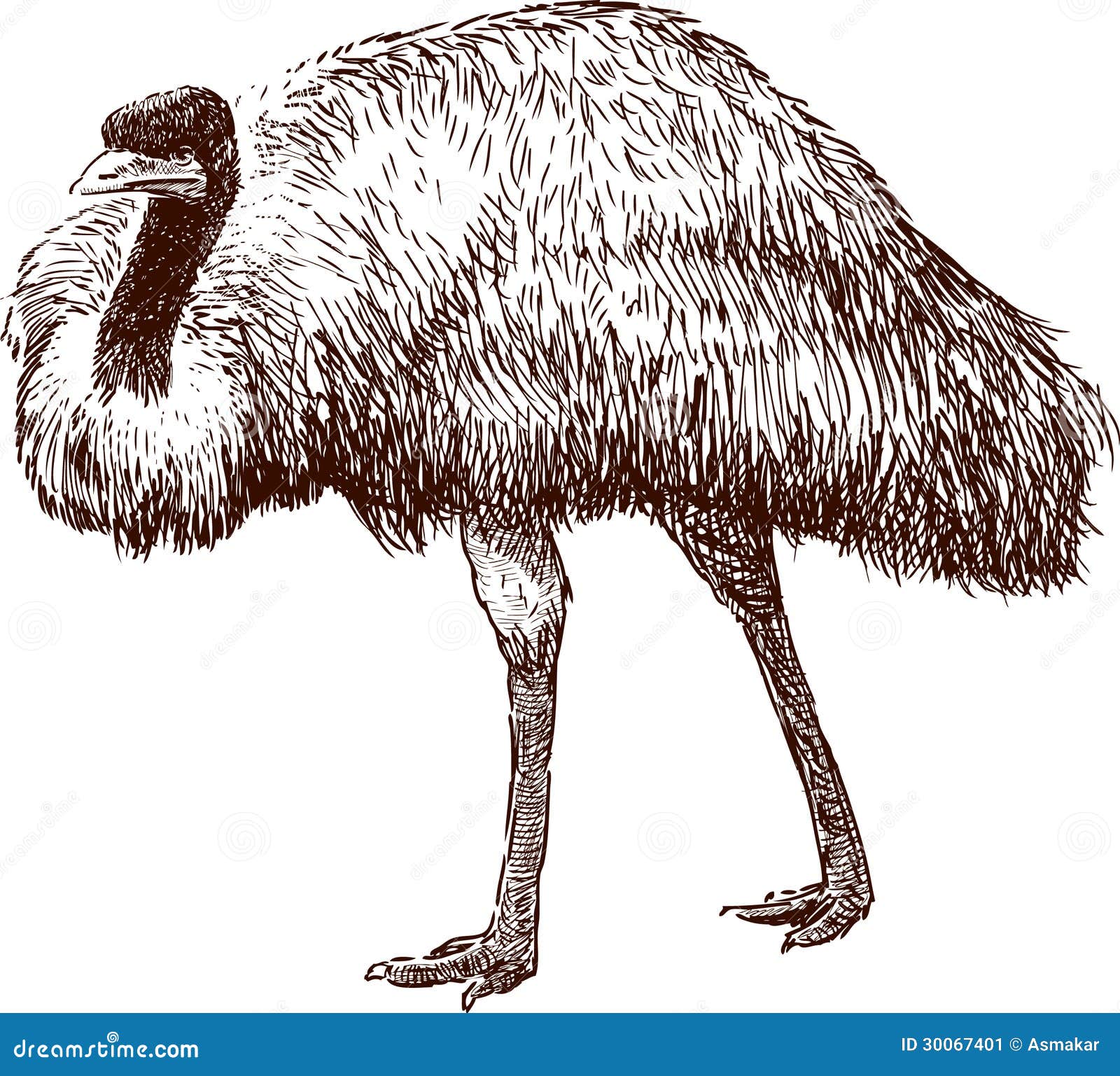 Emoe vector illustratie. Illustration of emoe, exotisch - 30067401