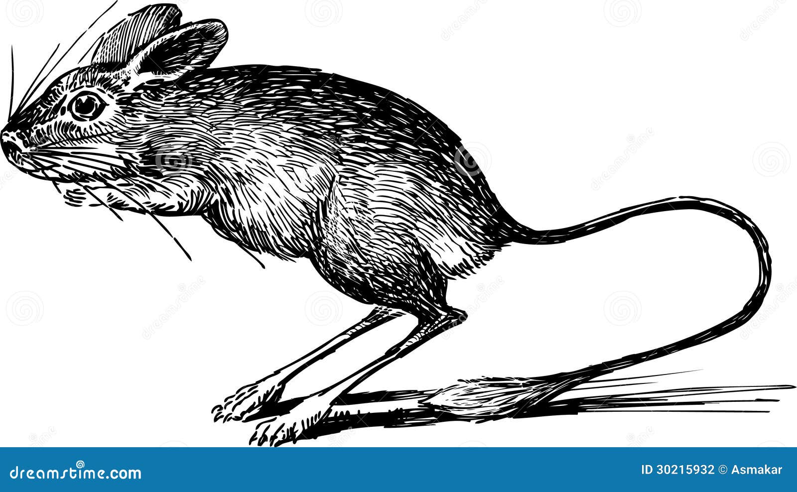 Springmuis vector illustratie. Illustration of dier, schets - 30215932
