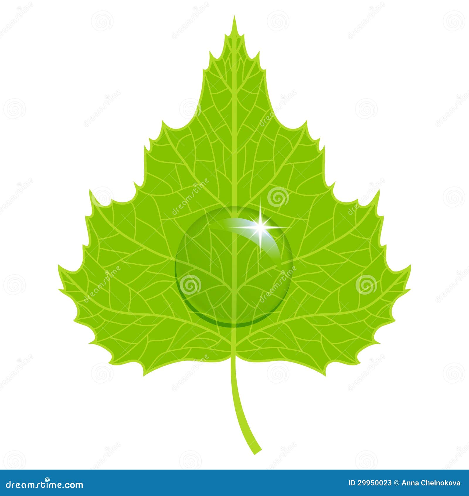 Vector berkblad. vector illustratie. Illustration of illustratie - 29950023