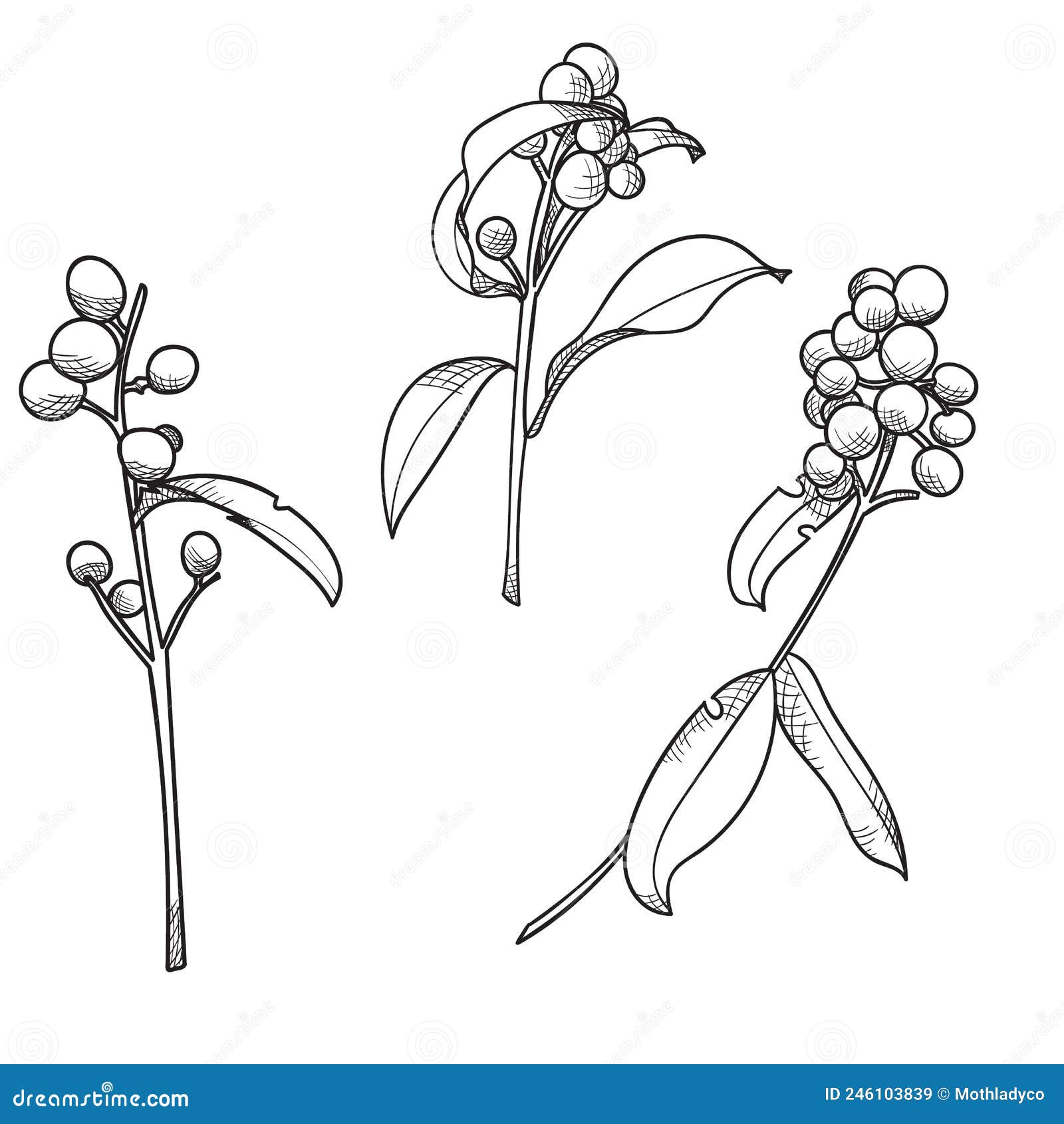 Vector Berries, Botanical Line Art Illustration, Hand Drawn Stock ...