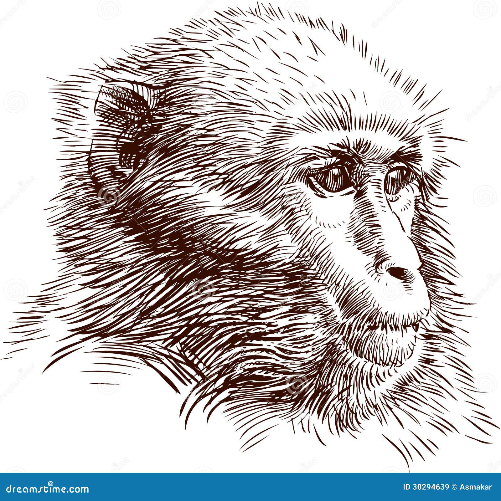 Affe vektor abbildung. Illustration von getrennt, ernst - 30294639