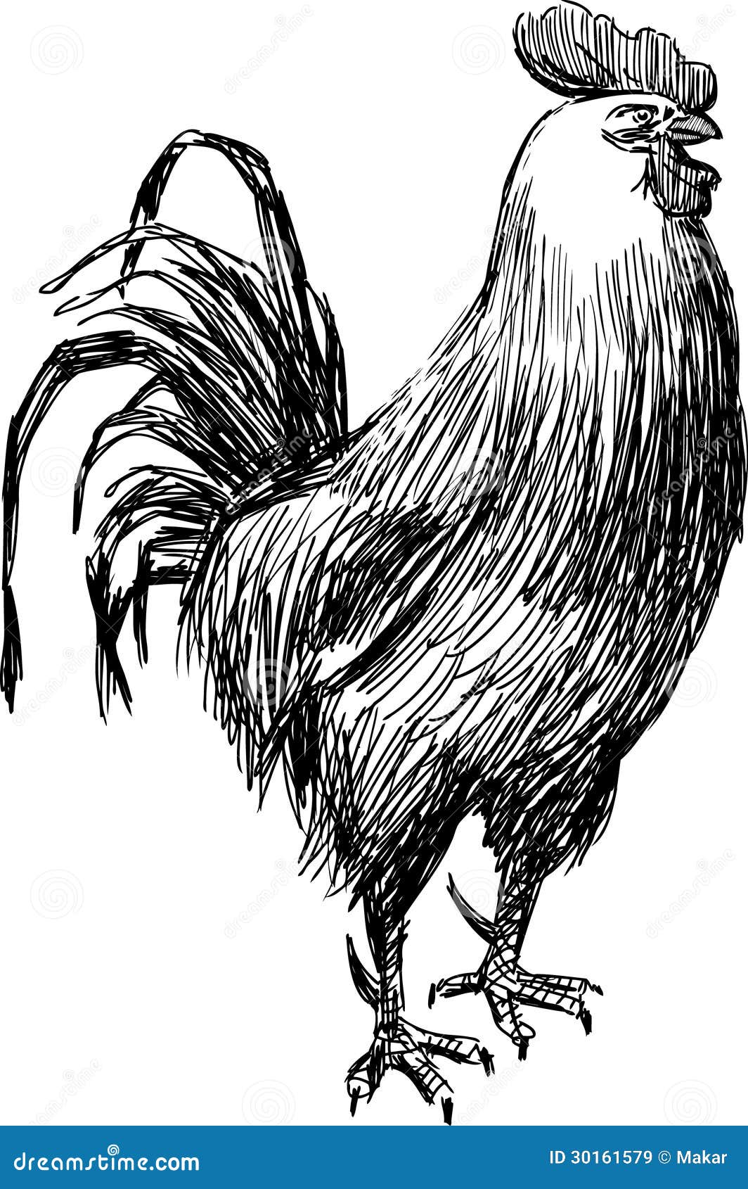 Skizze des Hahns vektor abbildung. Illustration von gezeichnet - 30161579