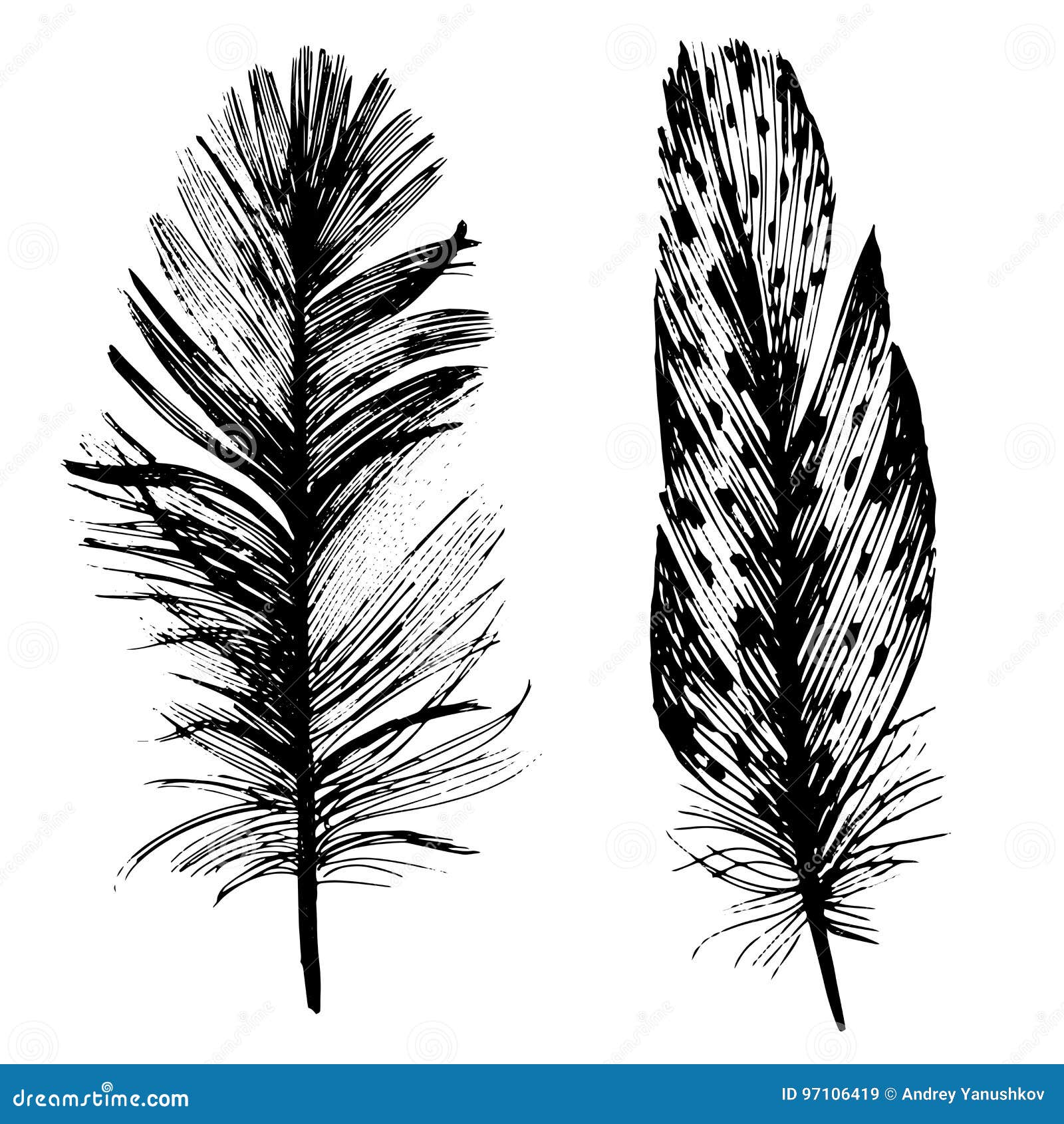 Vector Bird Feather from Wing Isolated. Stock Vector - Illustration of ...