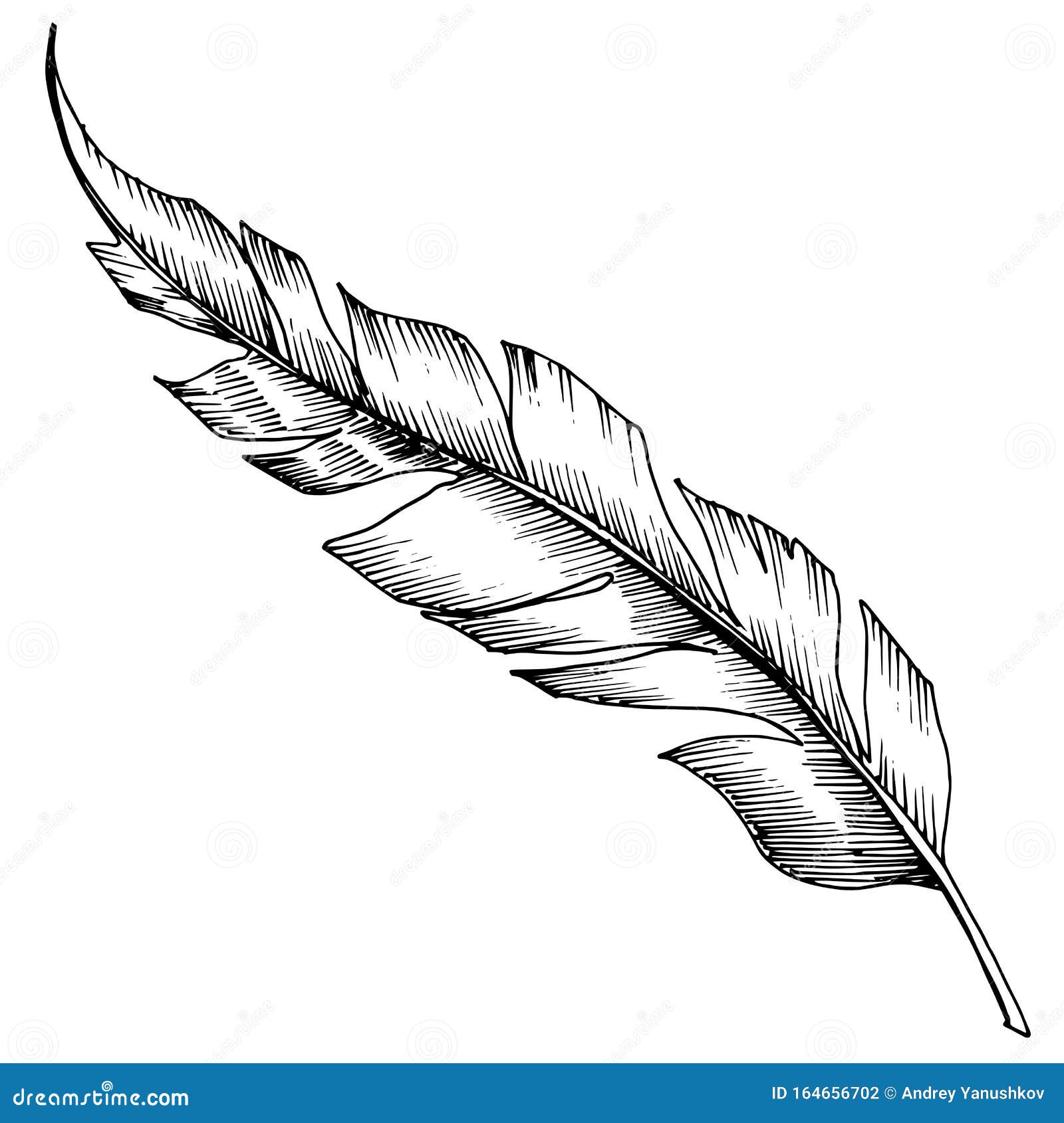 Feathers Set Illustration Set On White Background. Hand Drawn Vector ...