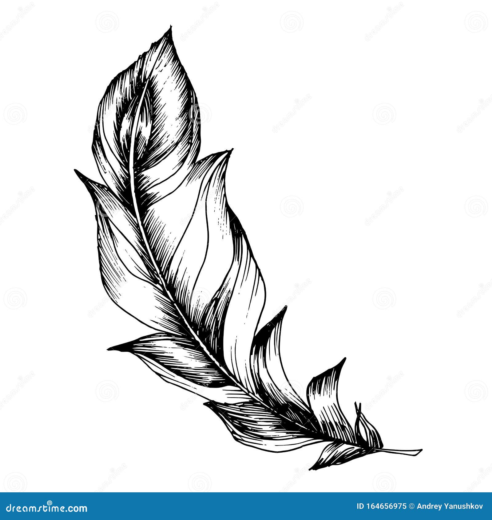 Vector Bird Feather from Wing Isolated. Black and White Engraved Ink ...