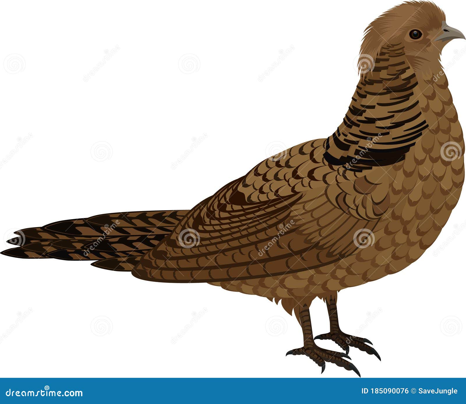 Vector Bird Ruffed Grouse Illustration Stock Vector - Illustration of ...