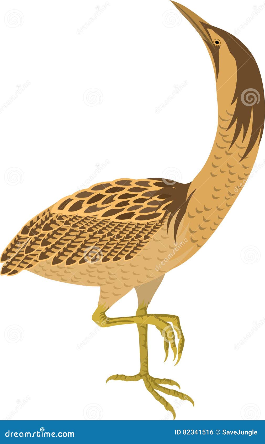 Vector Bittern stock vector. Illustration of swamp, bird - 82341516