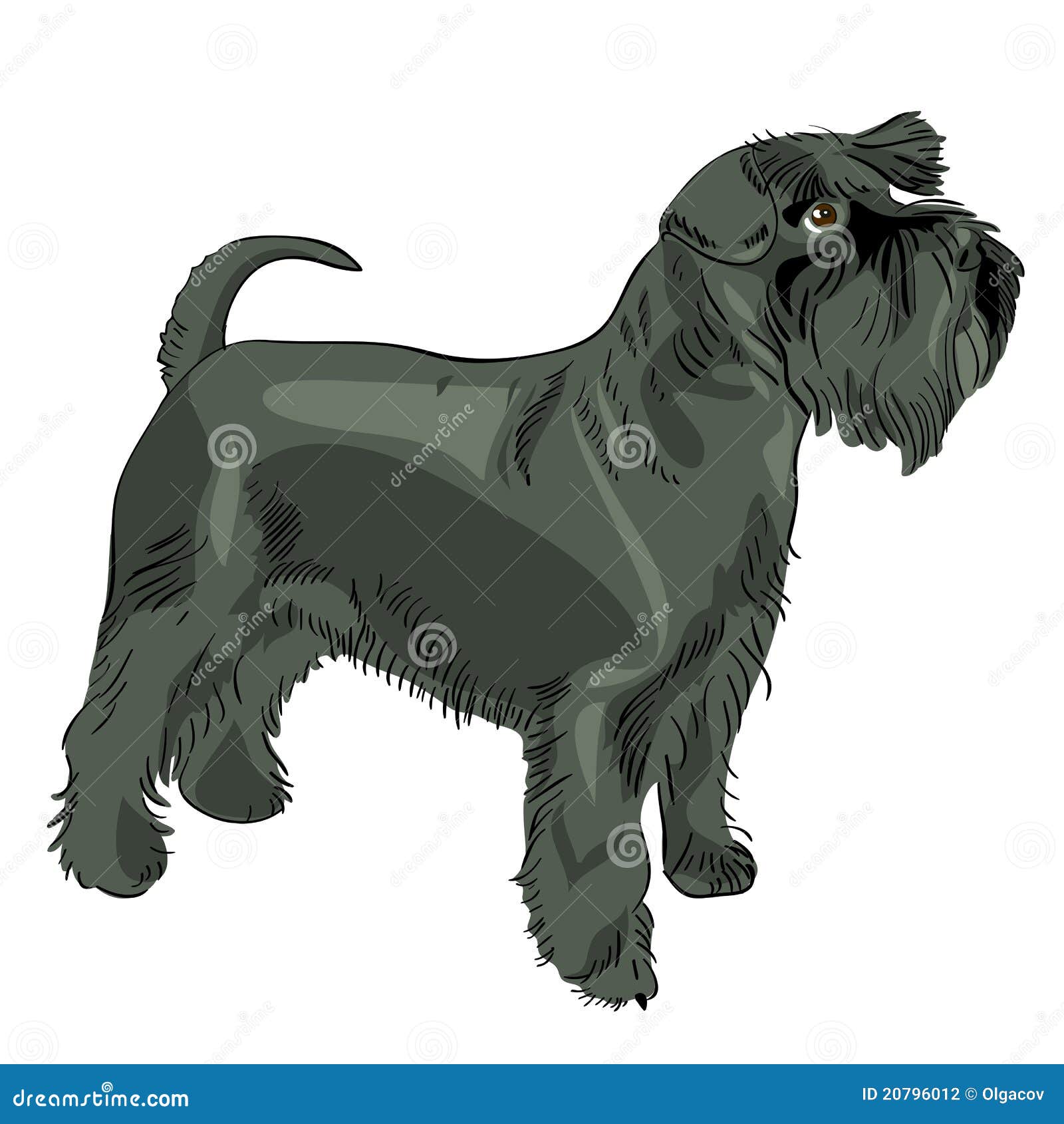 Miniature Schnauzer Vector Hand Drawing Portrait | CartoonDealer.com ...