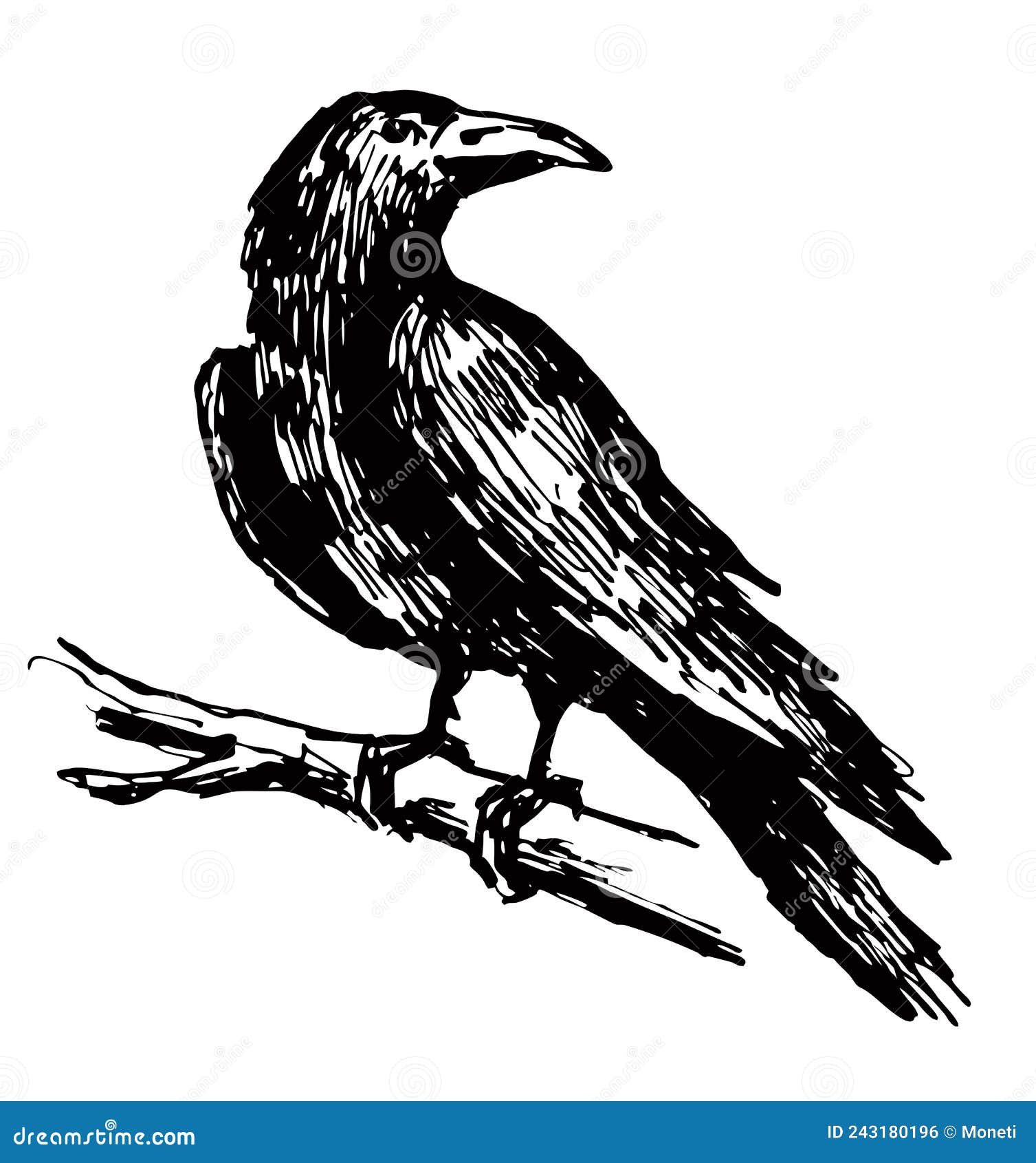 Vector Black Raven. a Crow Standing on a Tree Branch, Crow Sketch. a ...