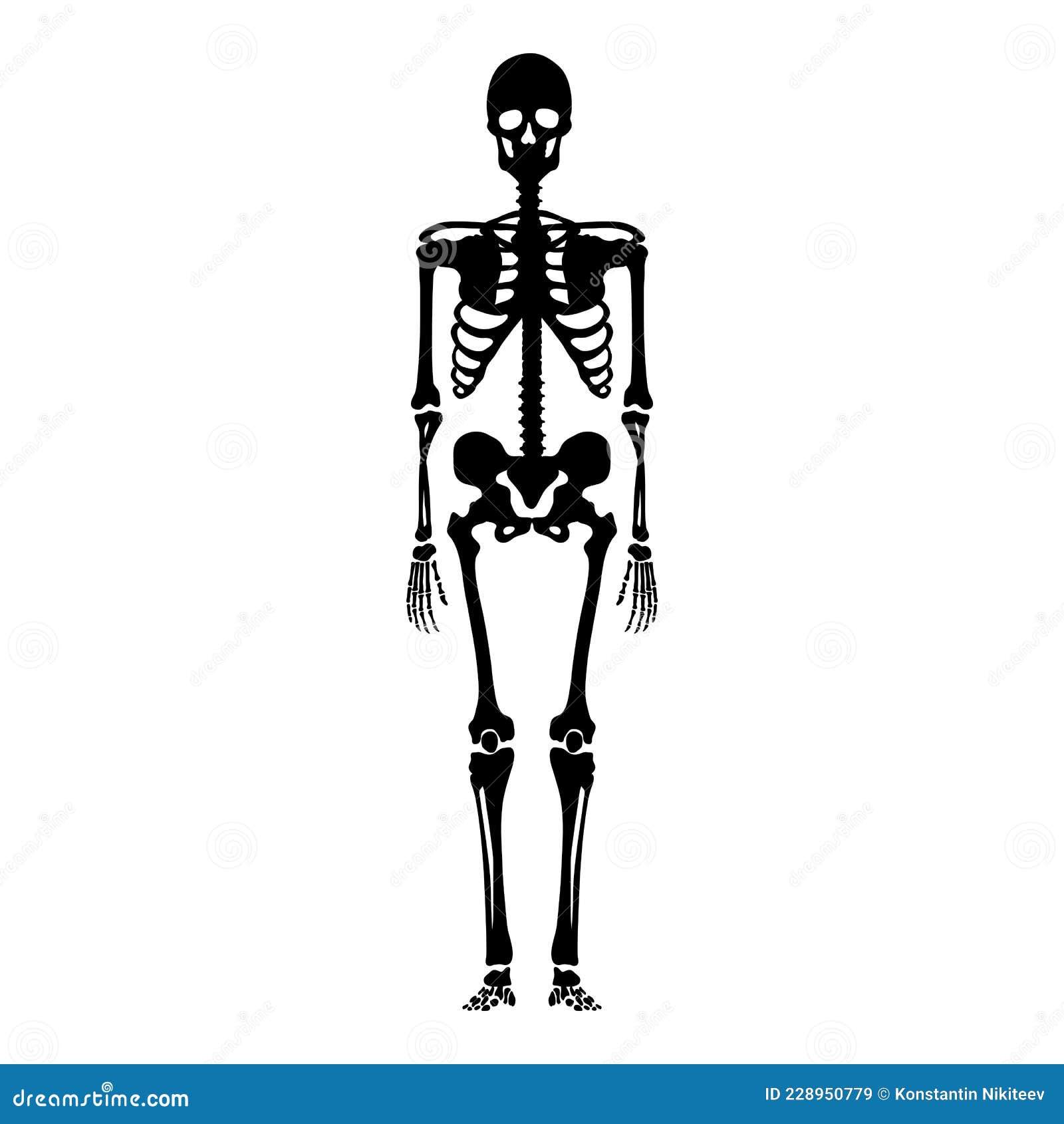 Vector Human Skeleton. Anatomical Illustration Stock Vector ...
