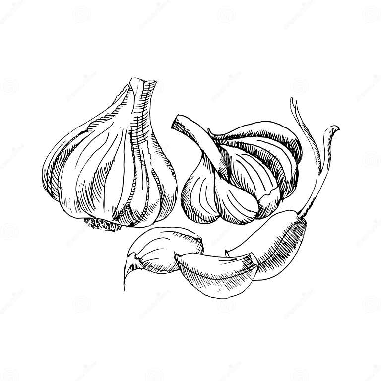 Vector Black-and-white Graphic Drawing of Garlic Stock Vector ...