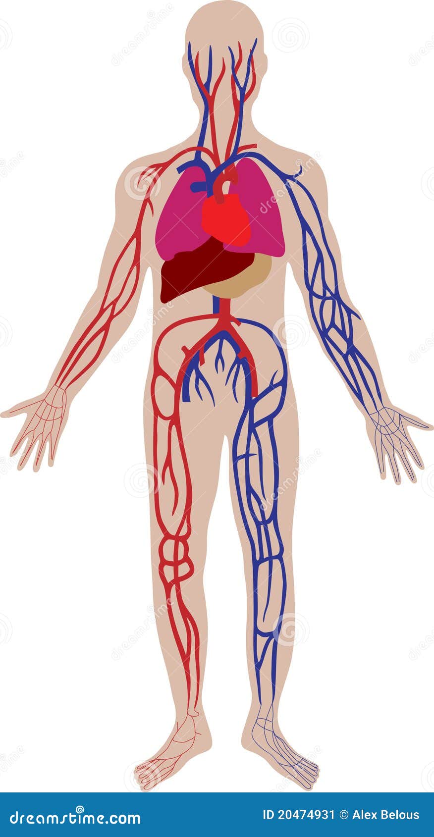 The Blood System Vector Illustration | CartoonDealer.com #105102730