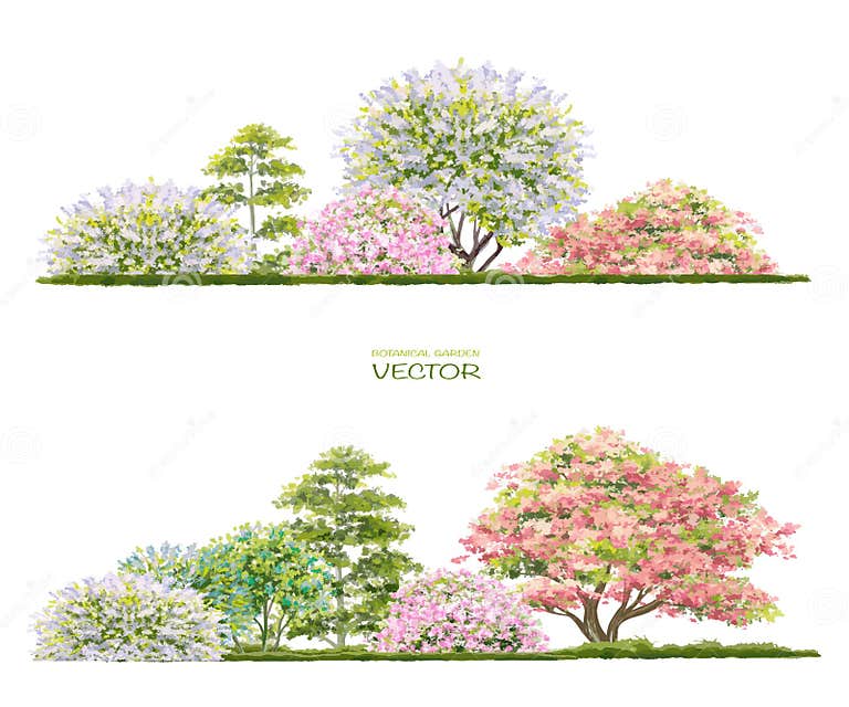 Vector Blooming Flower,tree or Forest Side View Isolated on White ...