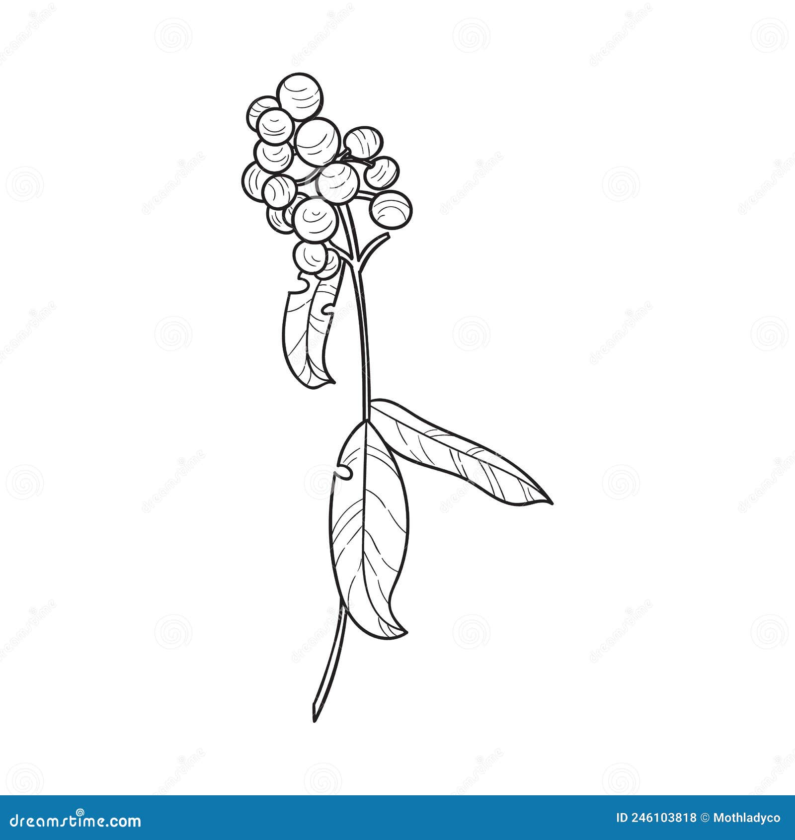 Vector Botanical Berry Illustration Stock Vector - Illustration of ...