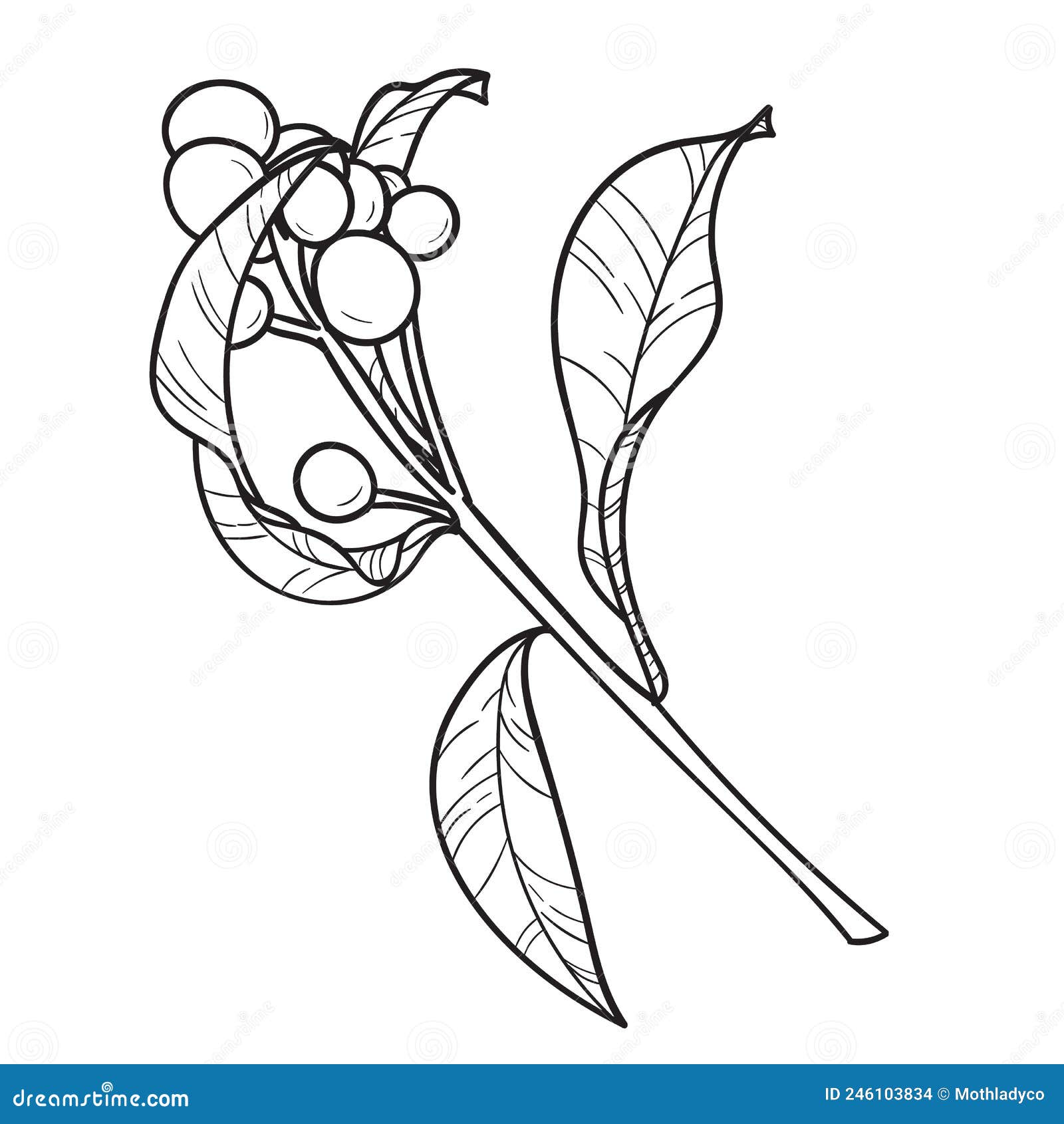 Vector Botanical Berry Illustration, Line Art Stock Vector ...