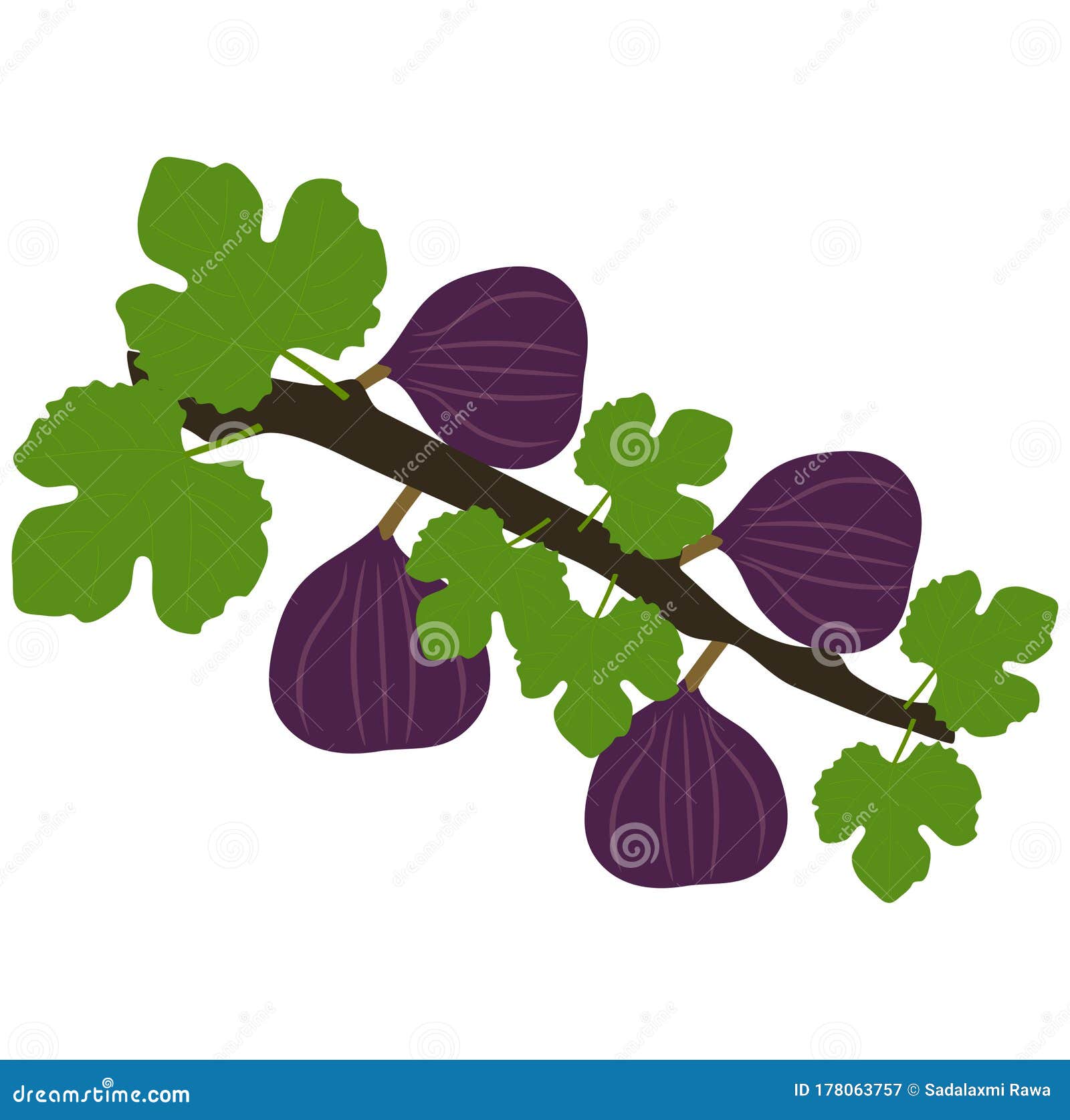 Common Fig Or Ficus Carica, Vintage Engraving Cartoon Vector ... Common Fig Or Ficus Carica, Vintage Engraving Cartoon Vector ...