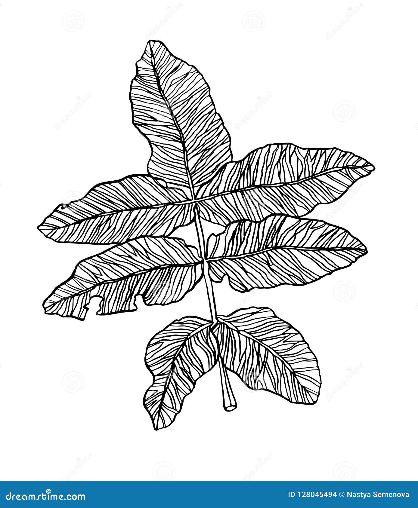 Vector Branch of Wild Leaves with Streaky Stock Vector - Illustration ...