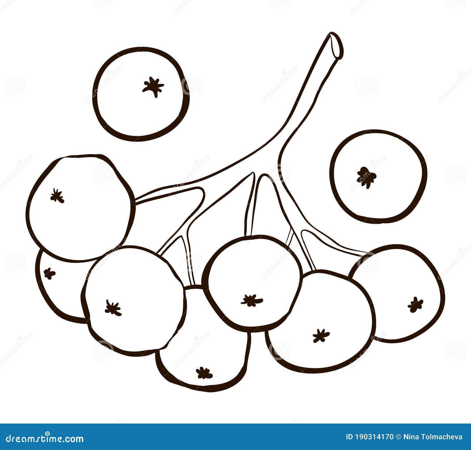 Branches and Berries of Rowan Coloring Page Stock Vector - Illustration ...