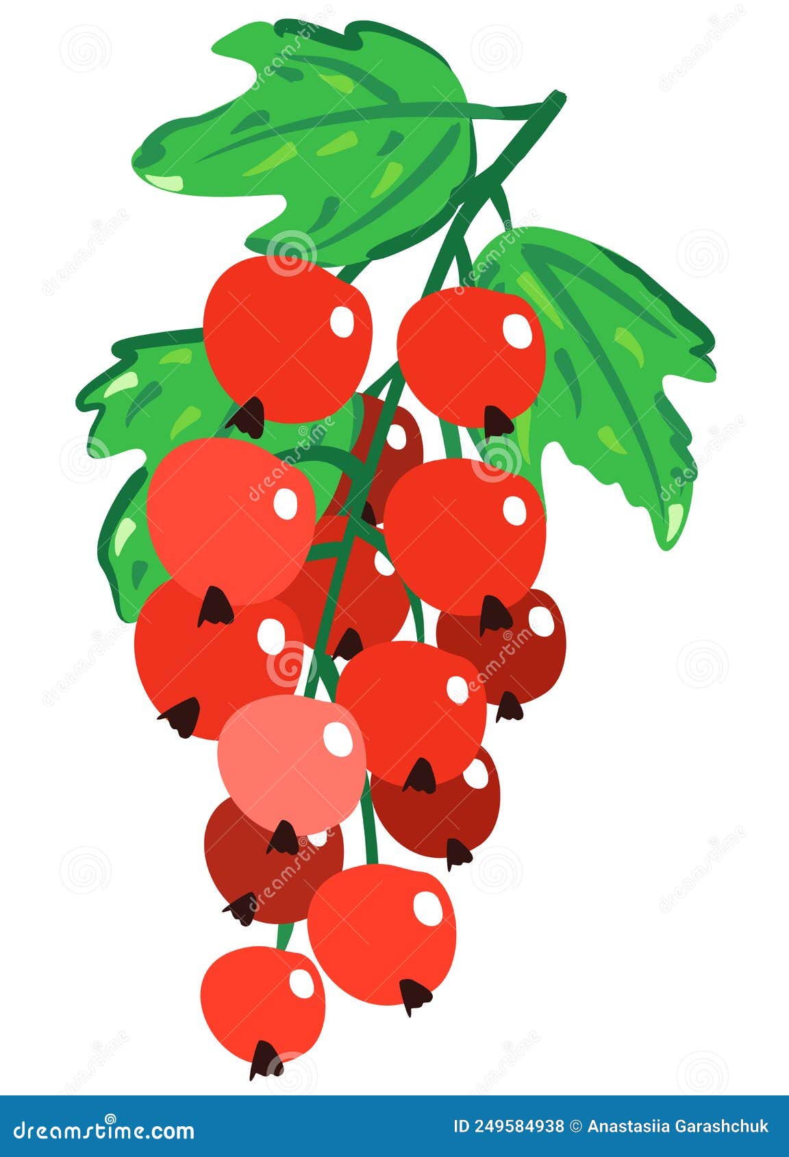 Vector Bright Isolated Illustration of Red Currant. Stock Vector ...