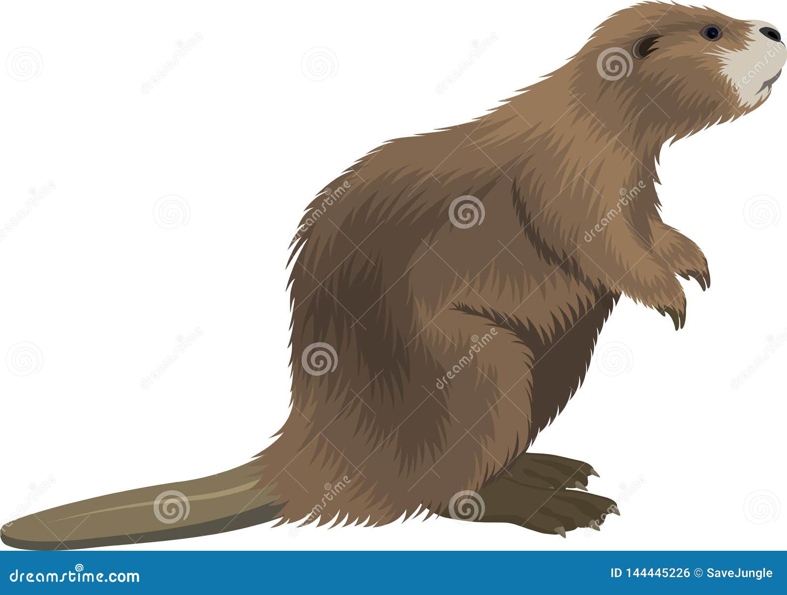 Vector Beaver Silhouette View Side For Retro Logos, Emblems, Badges ...