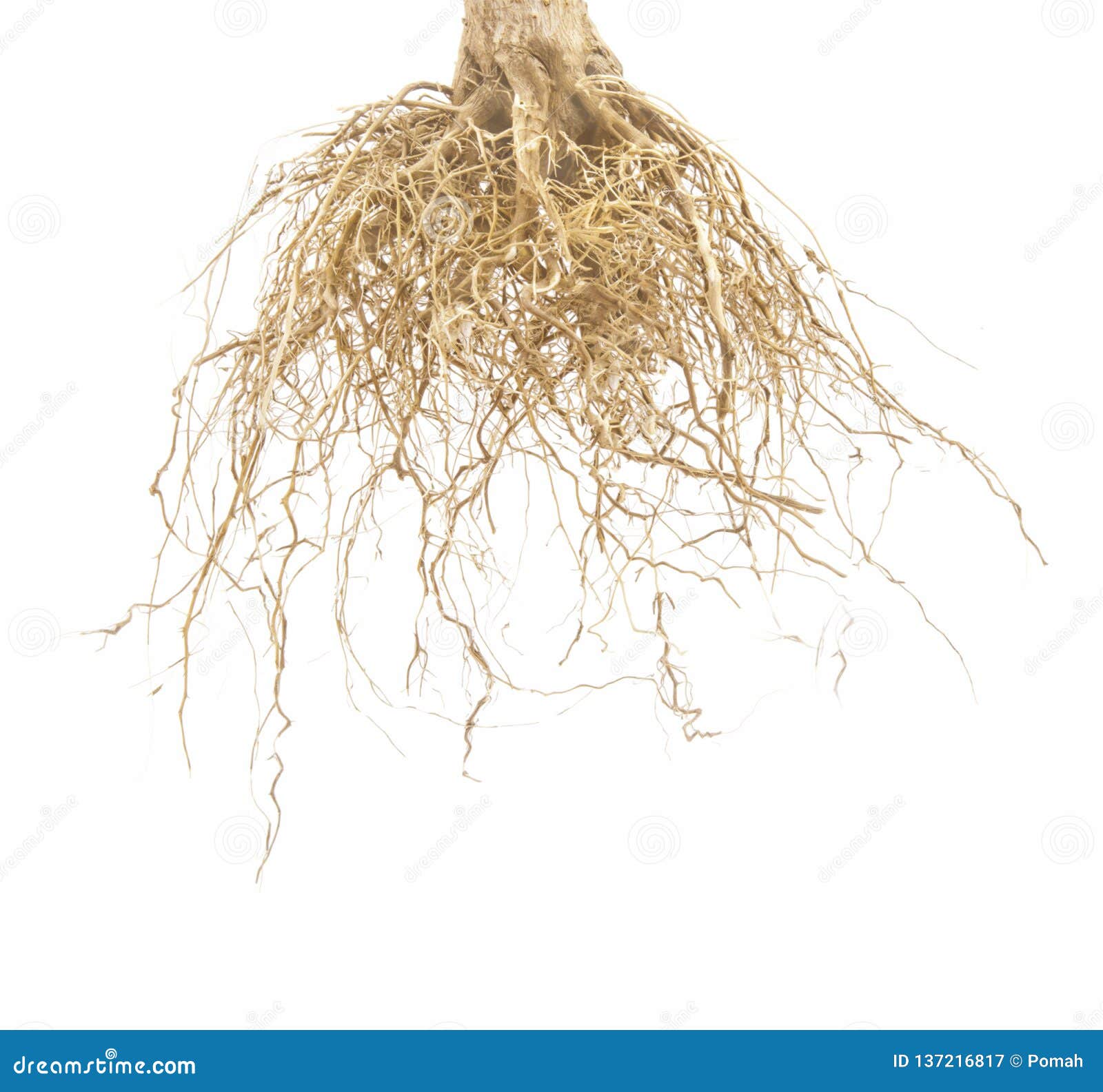 Vector Brown Roots of Tree Isolated on White Background. Realistic ...