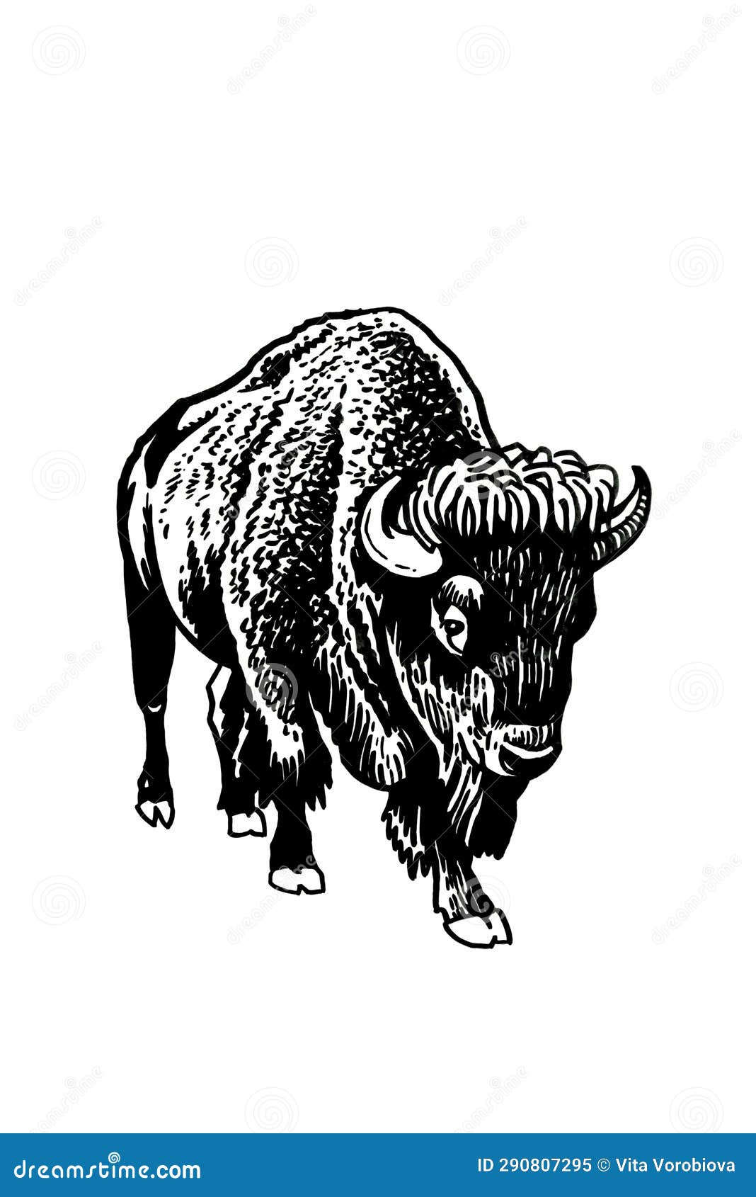 Vector Buffalo Isolated on White, Black Figure Graphical Illustration ...