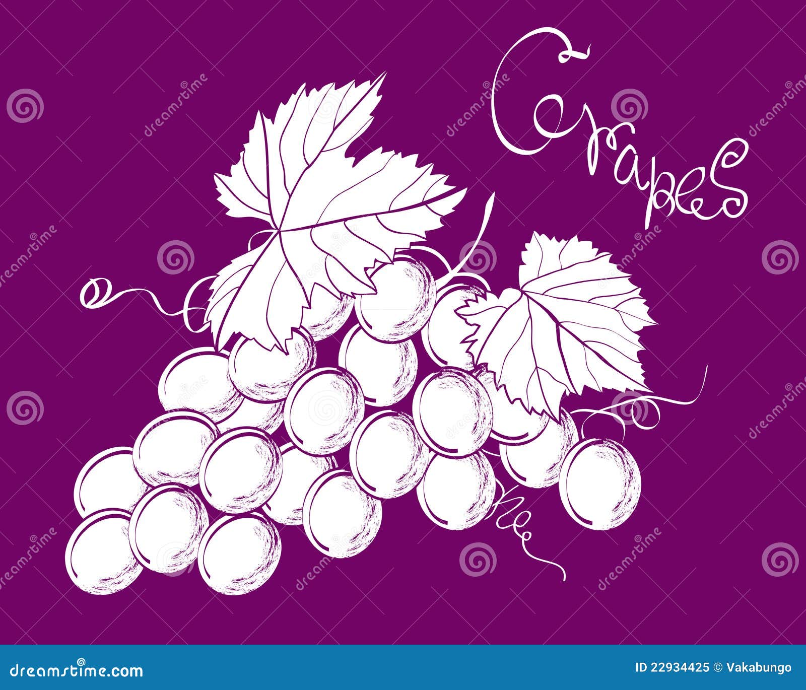 Vector bunch of grapes stock vector. Illustration of curve - 22934425