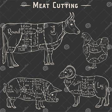 Vector Butcher Diagram Guide for Cutting Meat Stock Vector ...