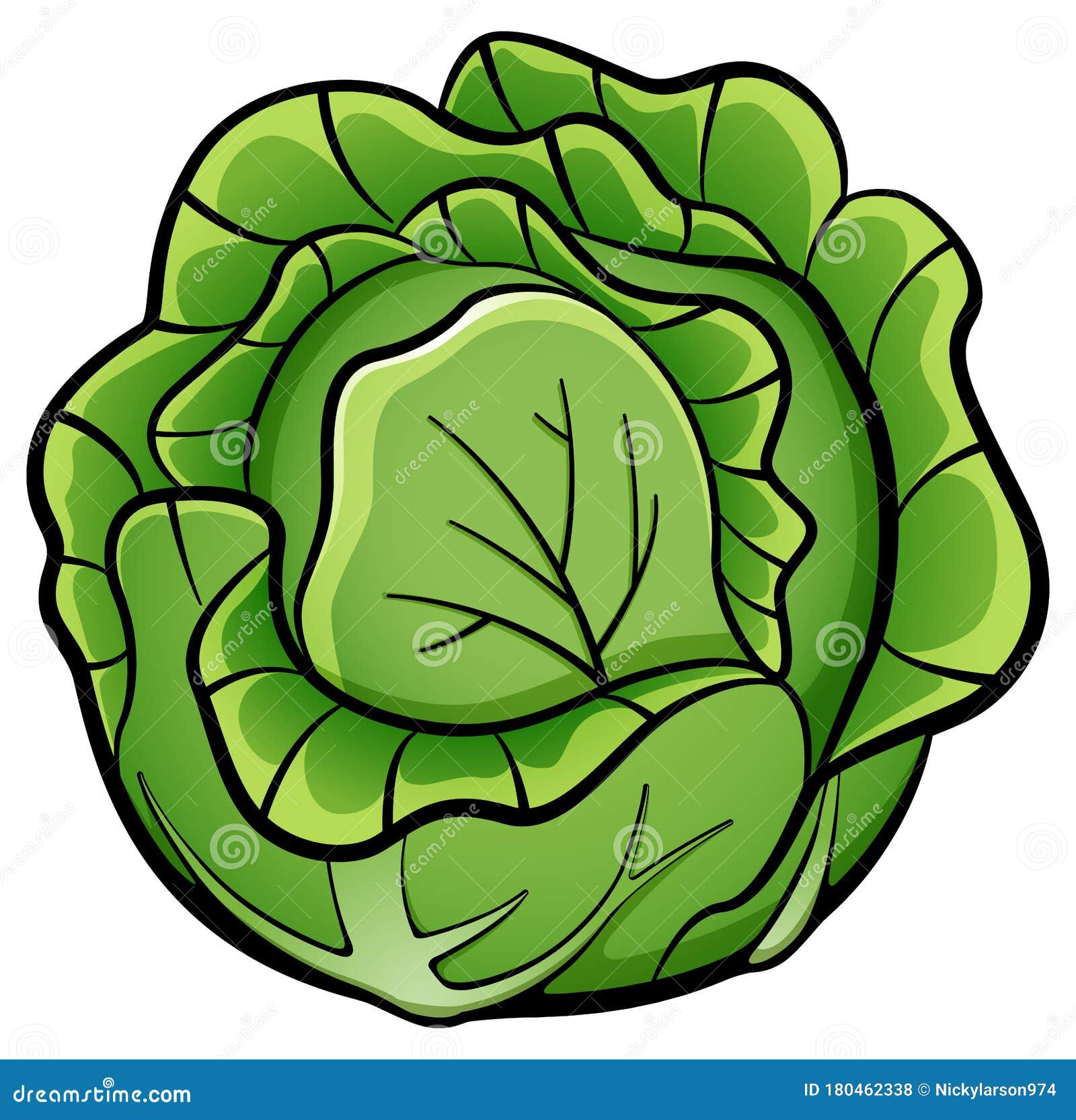 Vector Cabbage Design Drawing Isolated Stock Vector - Illustration of ...