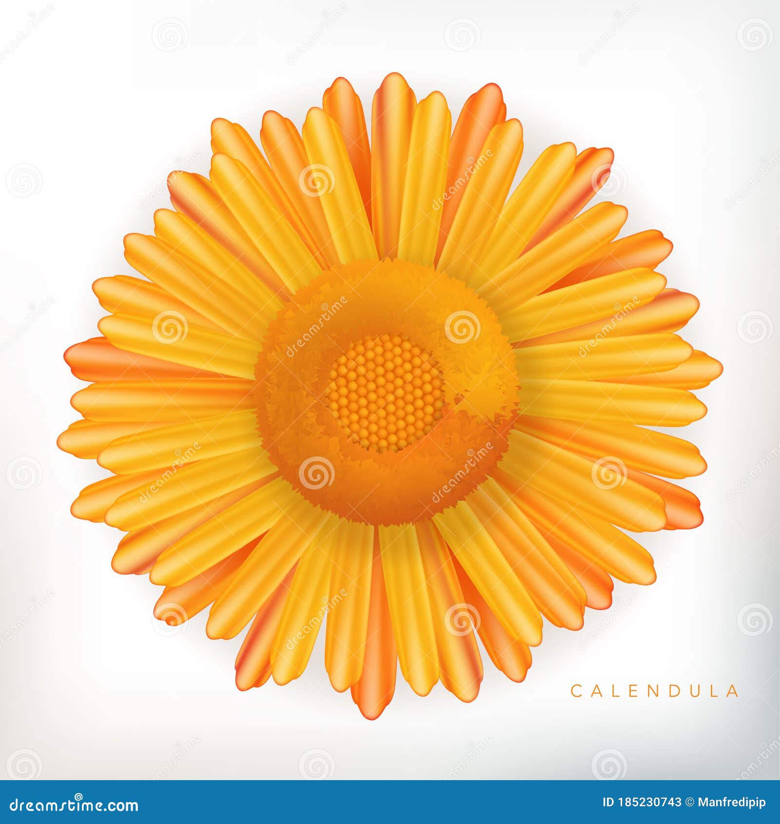 Vector Calendula Flower Illustration in White Stock Vector ...