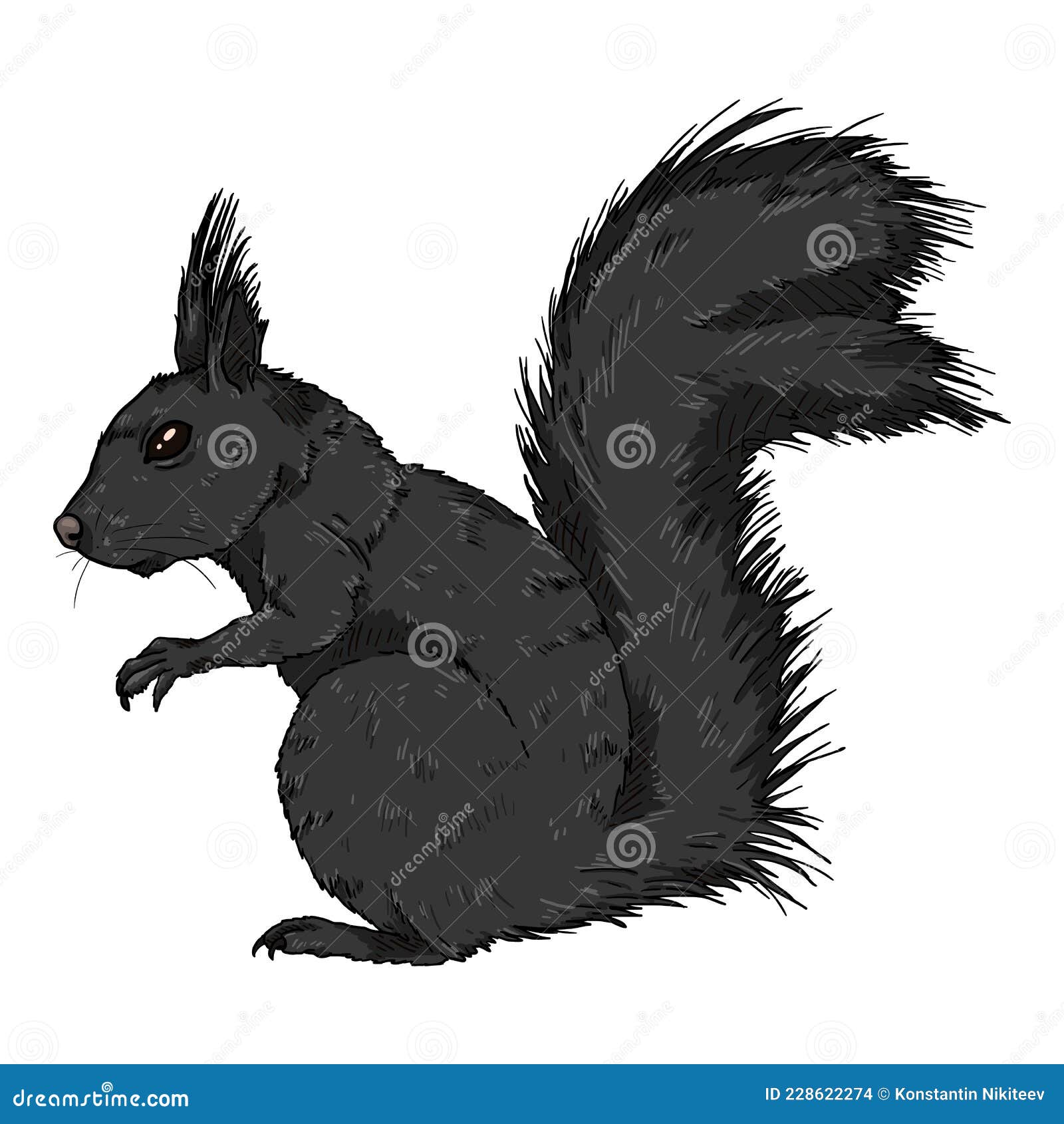 Vector Cartoon Black Squirrel Isolated Illustration Stock Vector ...
