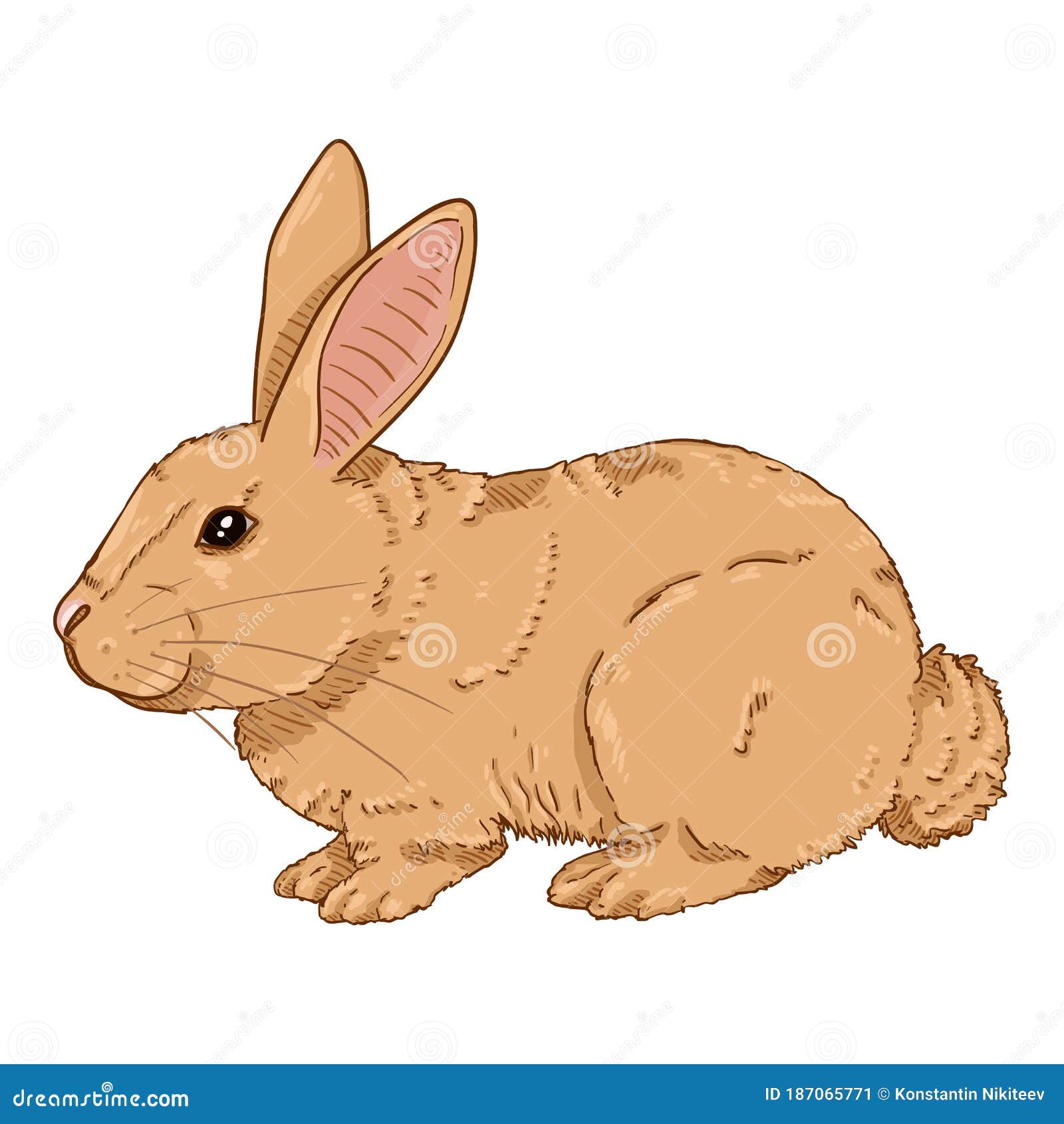 Vector Cartoon Brown Rabbit Stock Vector - Illustration of nature, ears ...