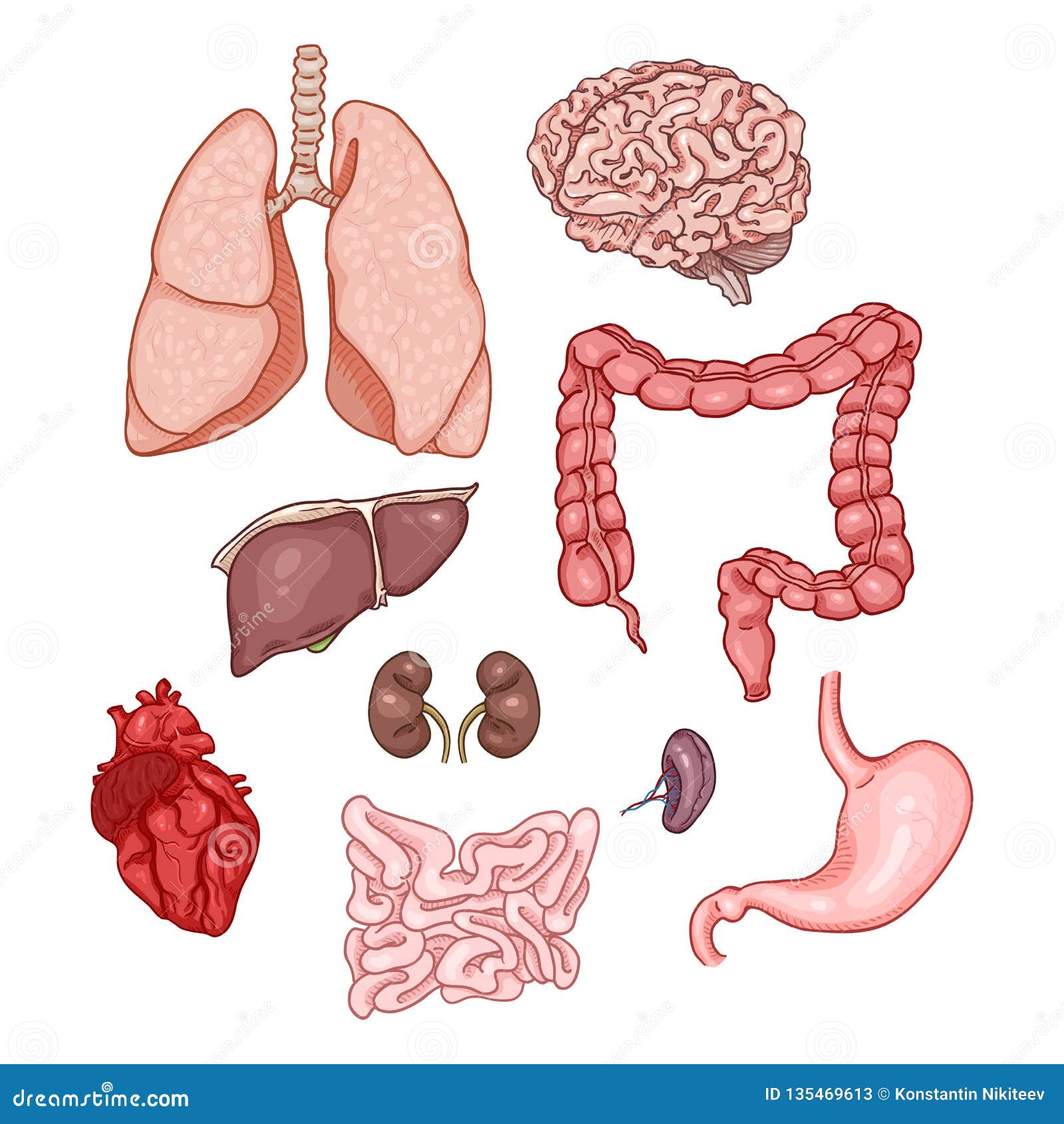 Vector Cartoon Color Set of Anatomical Human Organs Stock Vector ... Vector Cartoon Color Set of Anatomical Human Organs Stock Vector ...