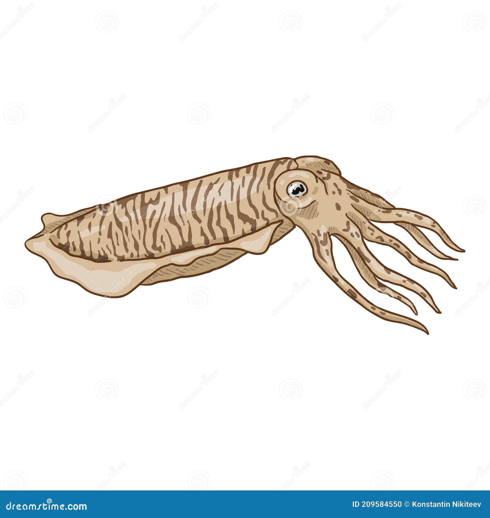 Vector Cartoon Cuttle. Cephalopod Illustration Stock Vector ...
