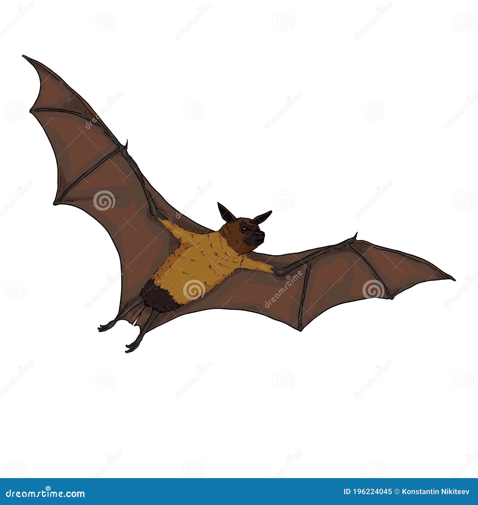 Vector Cartoon Flying Fox stock vector. Illustration of blood - 196224045