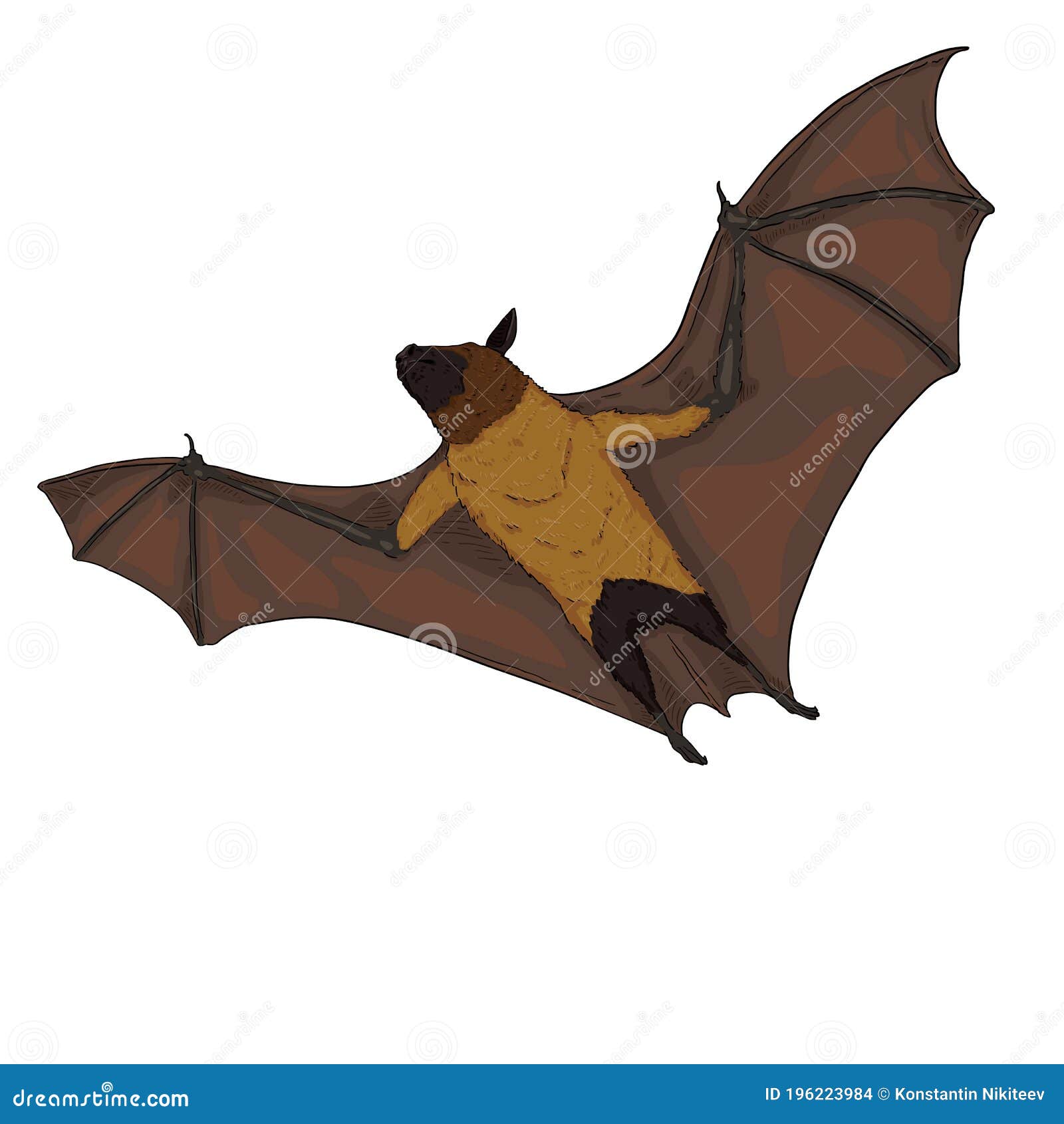 Vector Cartoon Flying Fox stock vector. Illustration of autumn - 196223984