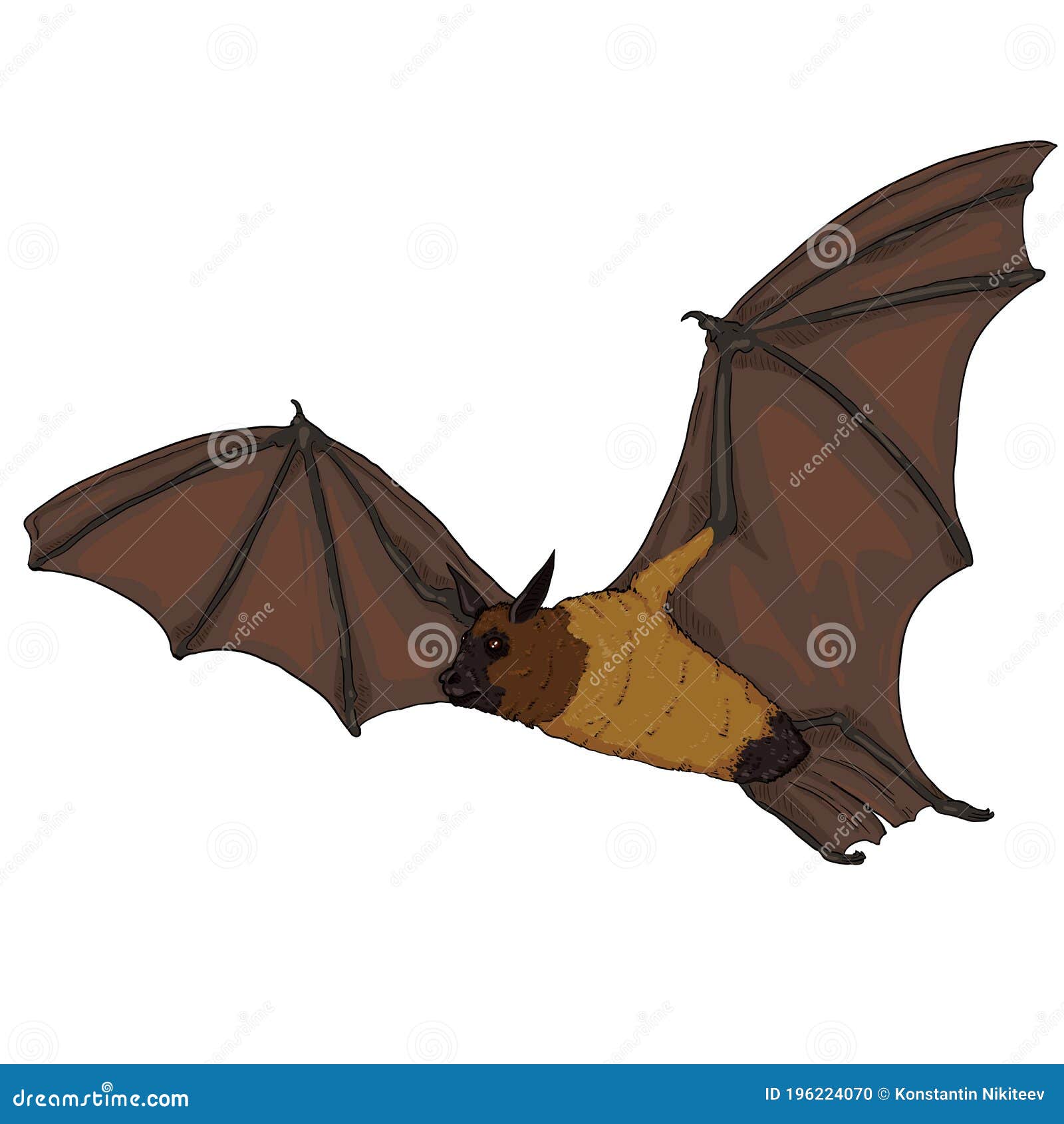 Vector Cartoon Flying Fox stock vector. Illustration of holiday - 196224070