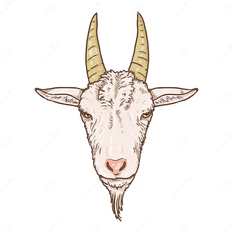 Vector Cartoon Goat Head stock vector. Illustration of logo - 173738022