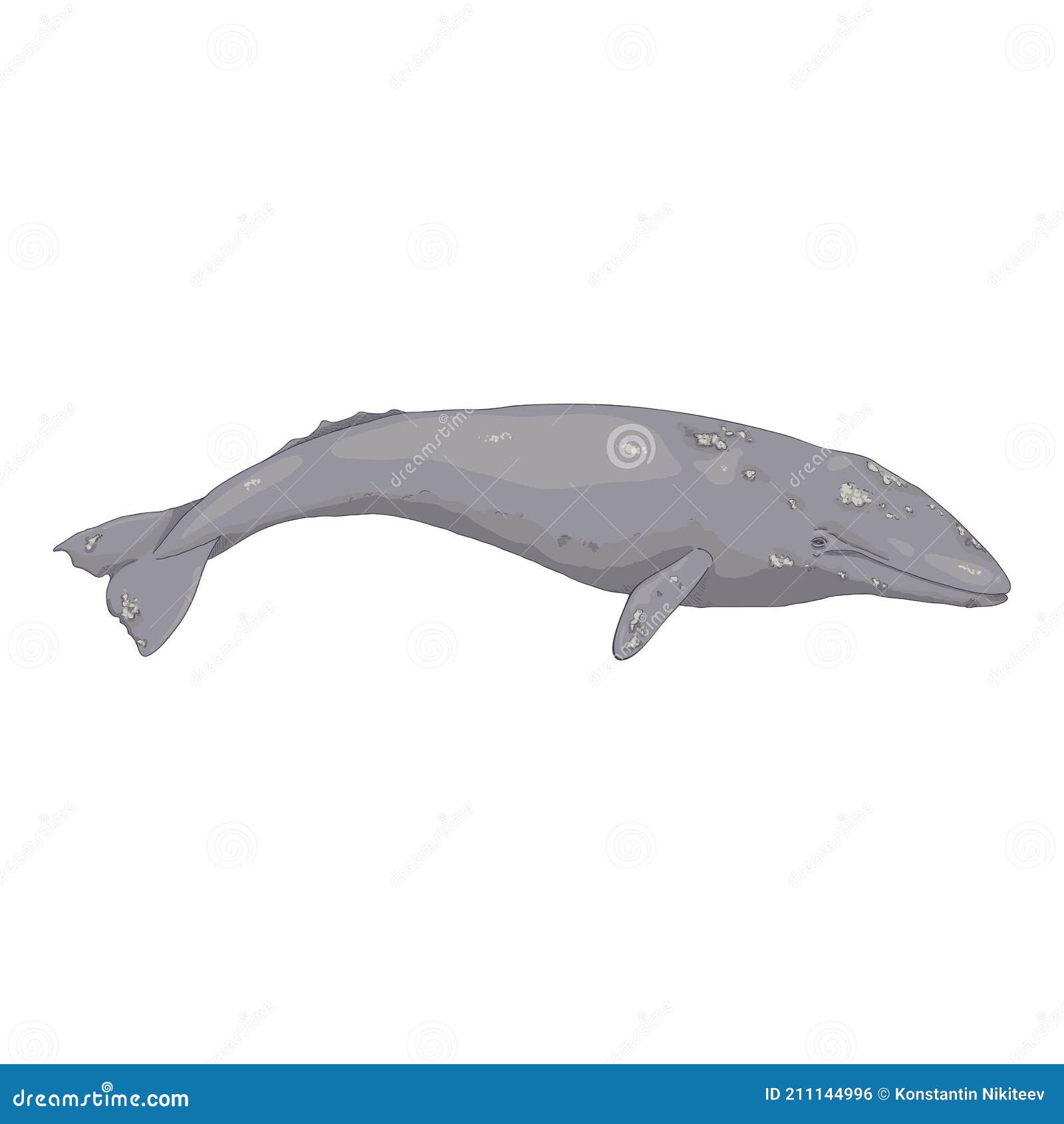 Gray Whale Hand Draw Illustration Vintage Engraving Style Black And ...