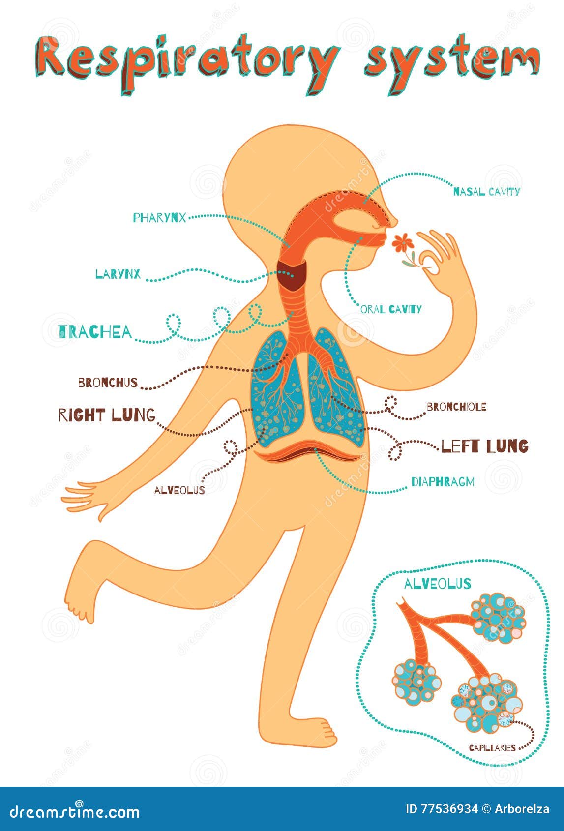 Vector Cartoon Illustration of Human Respiratory System for Kids Stock ... Vector Cartoon Illustration of Human Respiratory System for Kids Stock ...