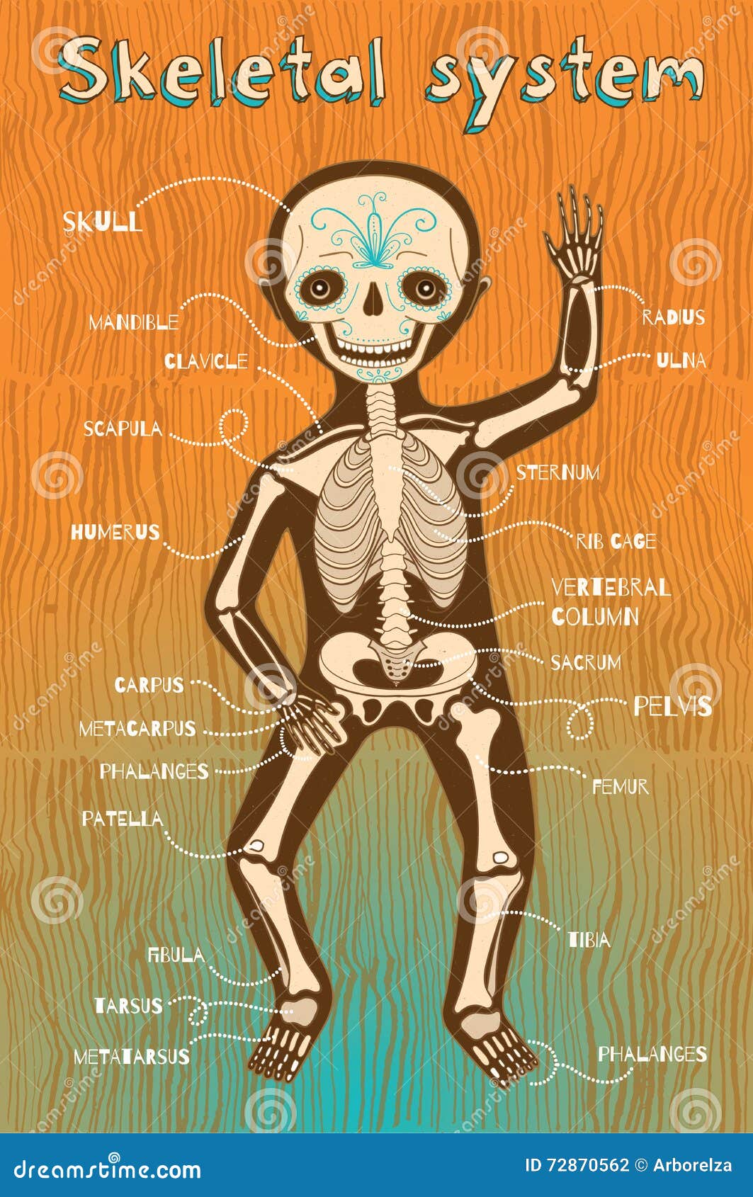 Vector Cartoon Illustration of Human Skeletal System for Kids Stock ... Vector Cartoon Illustration of Human Skeletal System for Kids Stock ...