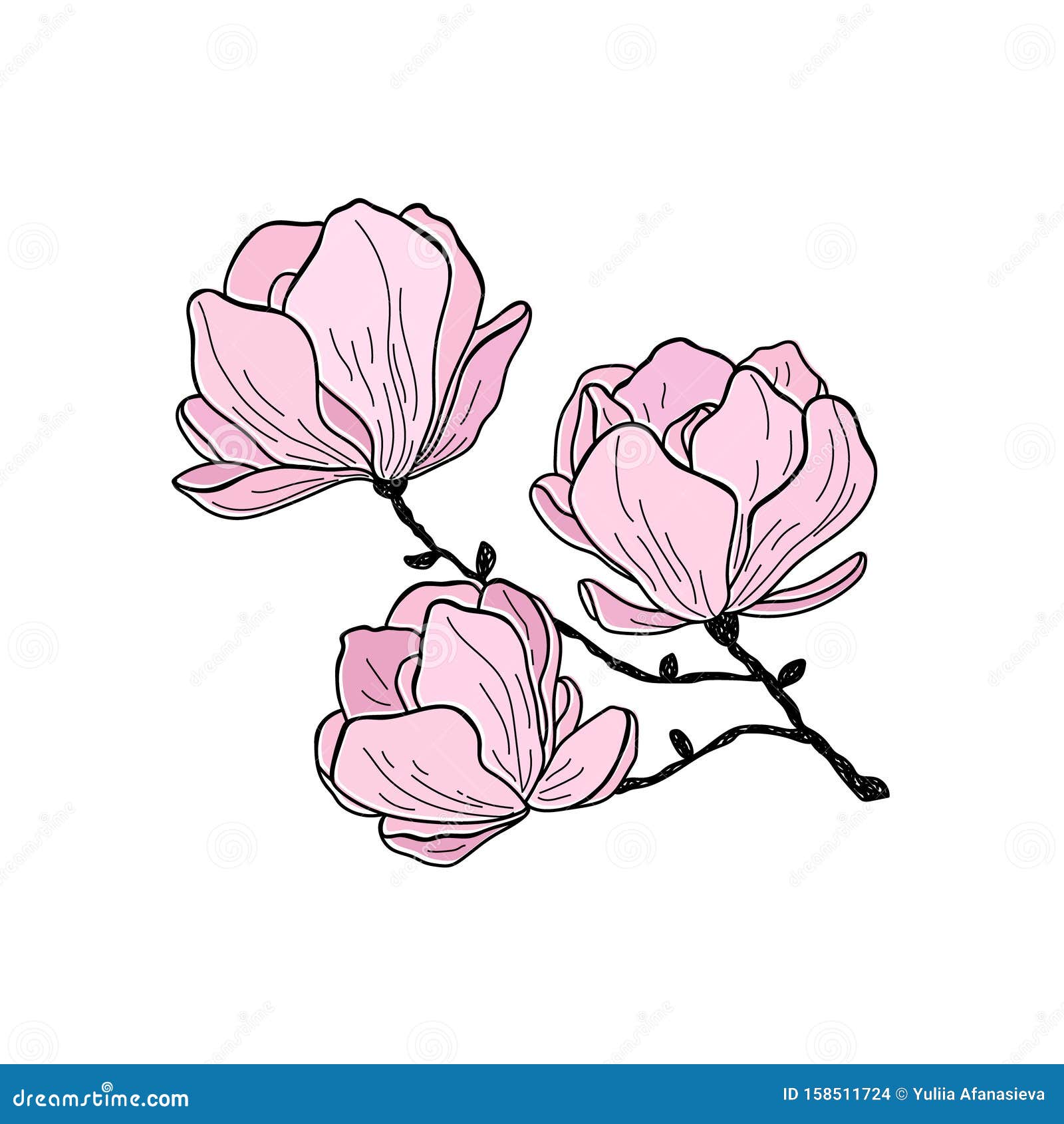 Vector Illustration with Pink Magnolia Stock Vector - Illustration of ...
