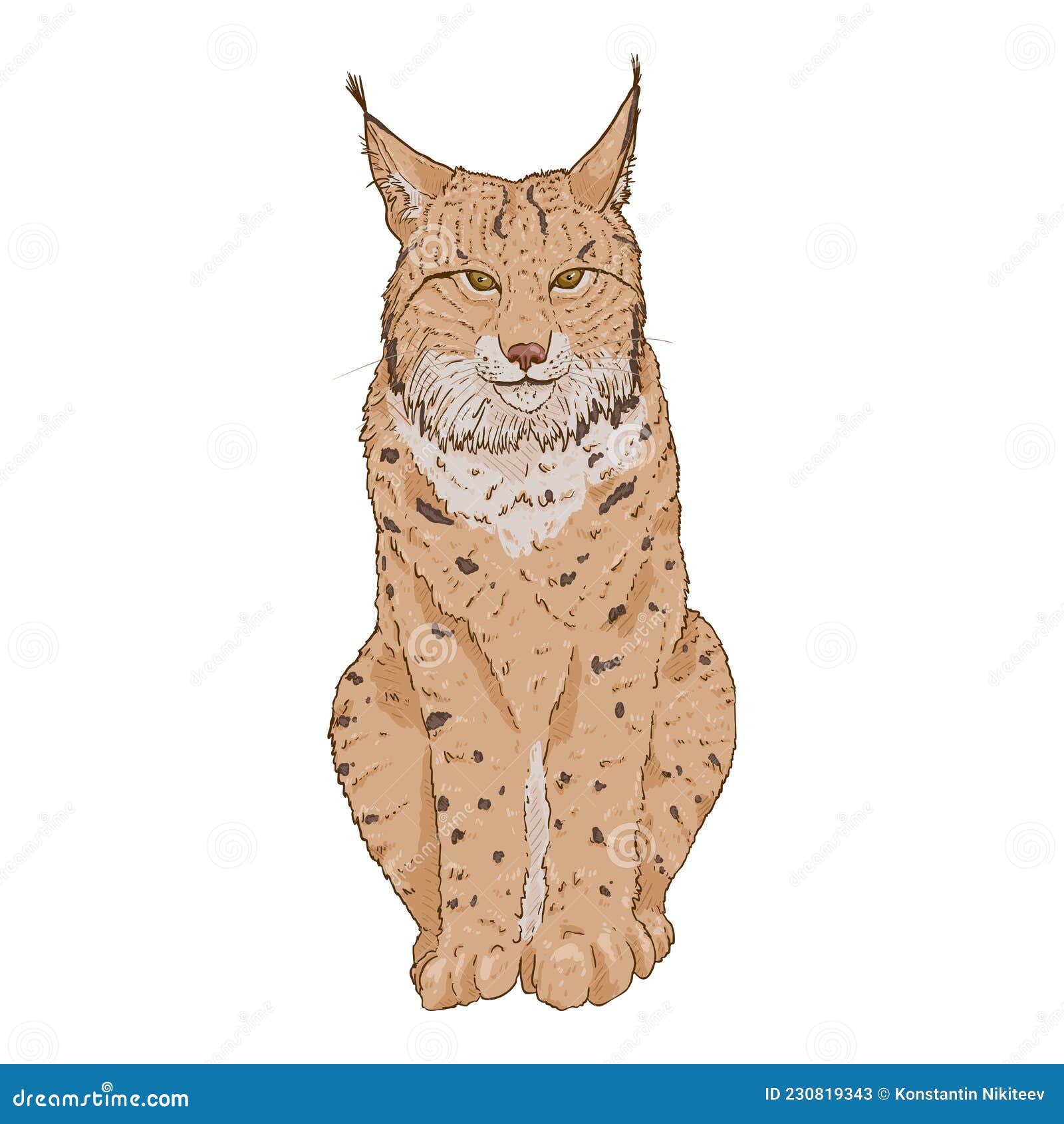 Vector Cartoon Lynx Illustration on White Background Stock Vector ...