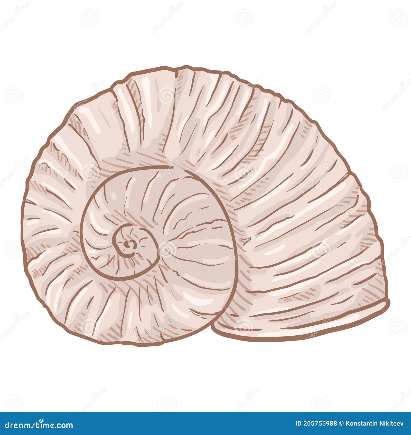 Vector Cartoon Nautilus Shell Illustration Stock Vector - Illustration ...