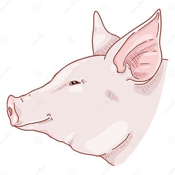 Vector Cartoon Pig Face stock vector. Illustration of cartoon - 184224940