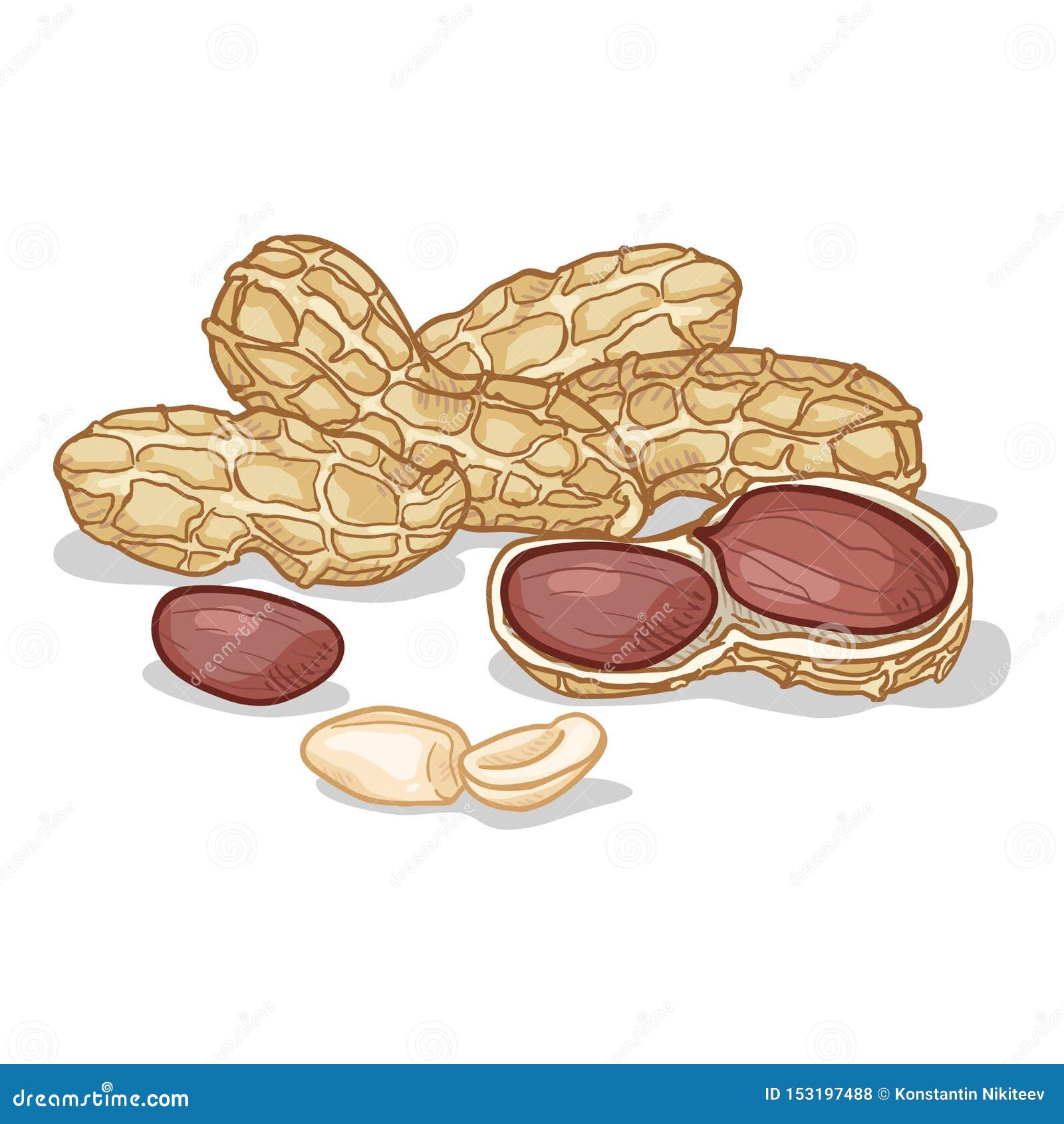 Growing Monkey Nuts Peanuts Clipart