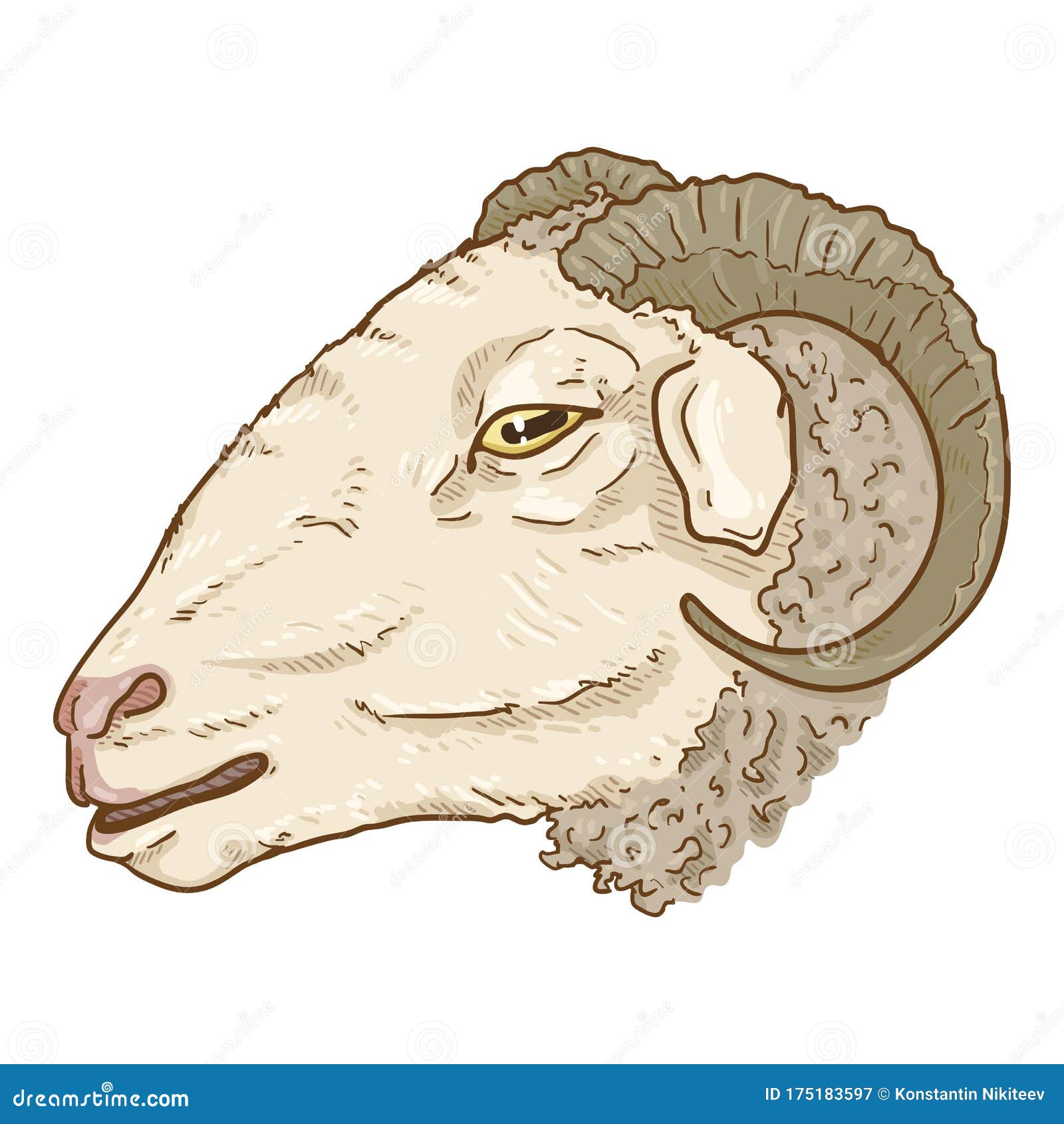 Sheep Side View Drawing
