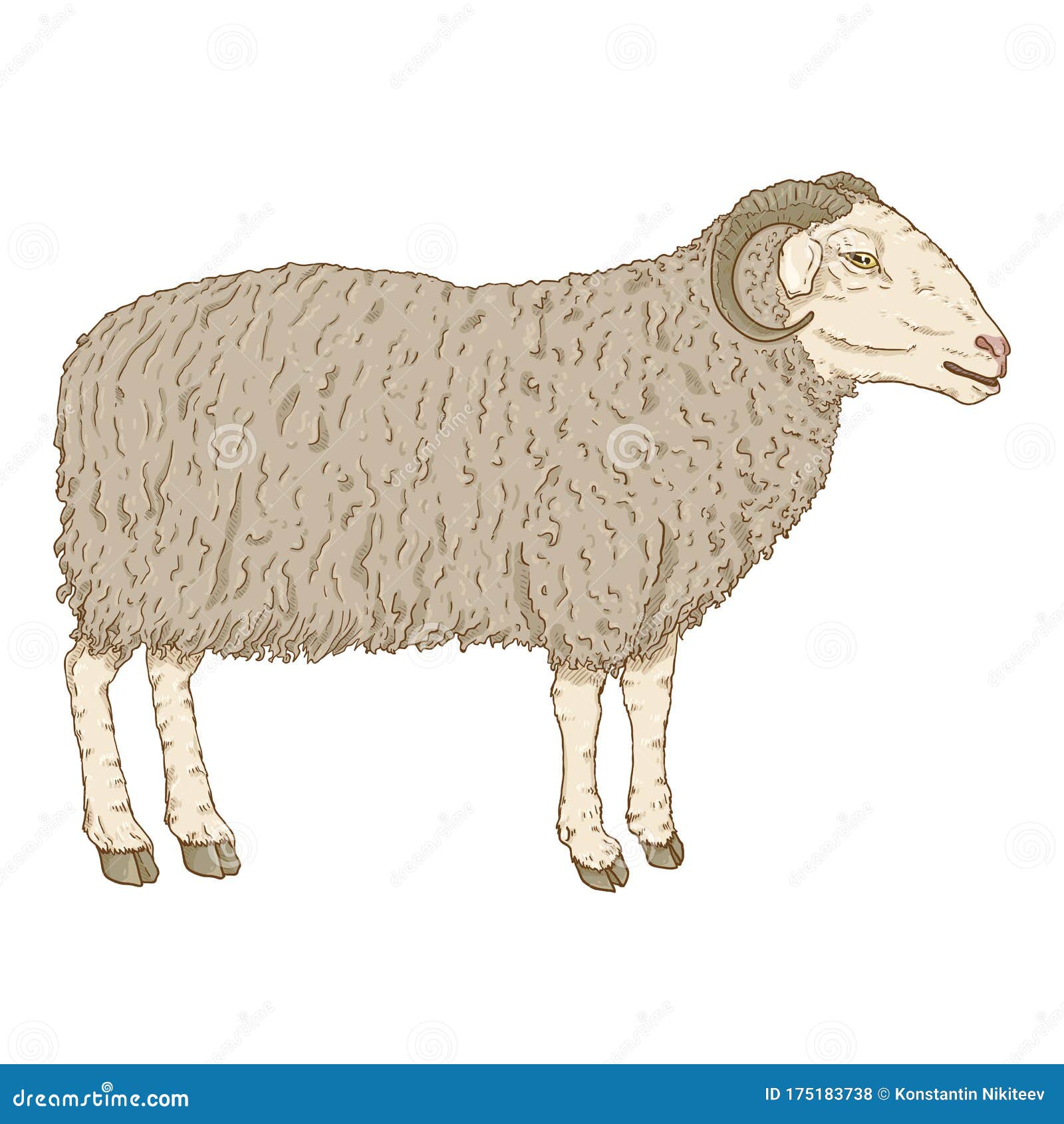 Vector Cartoon Ram Illustration Stock Vector - Illustration of mutton ...